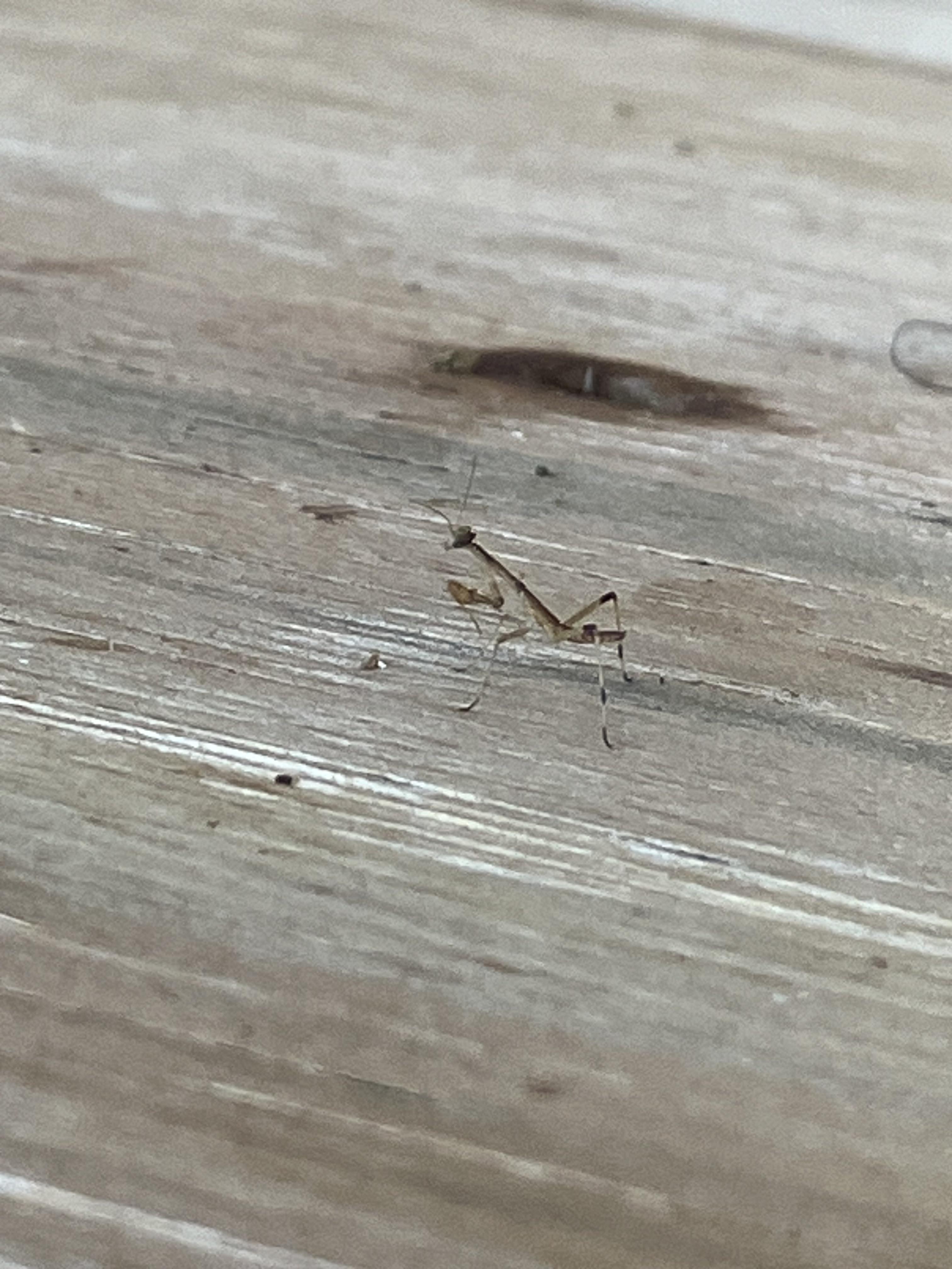 Tiny Praying Mantis | Scrolller