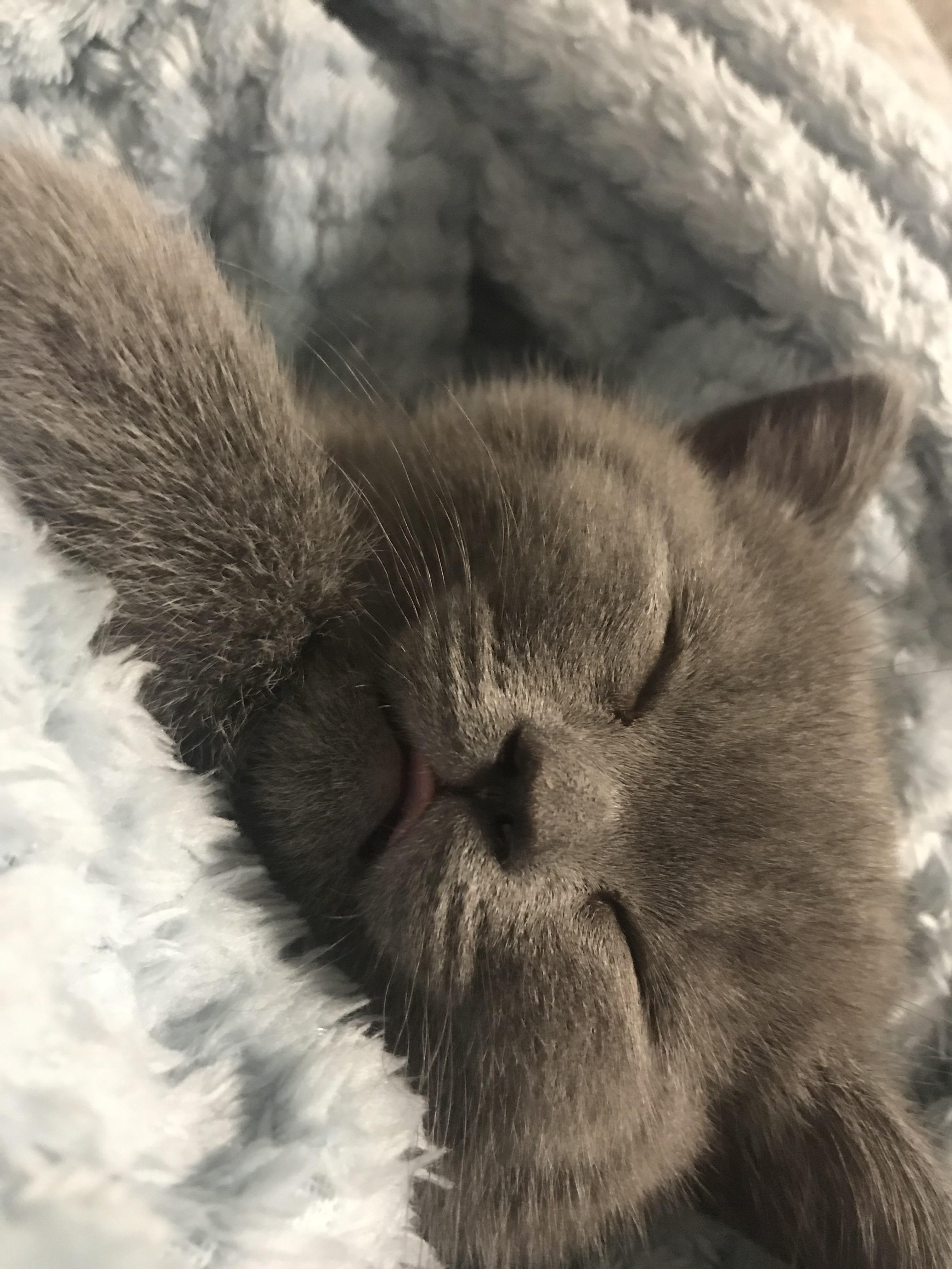 Tiny Sleepy Blep | Scrolller