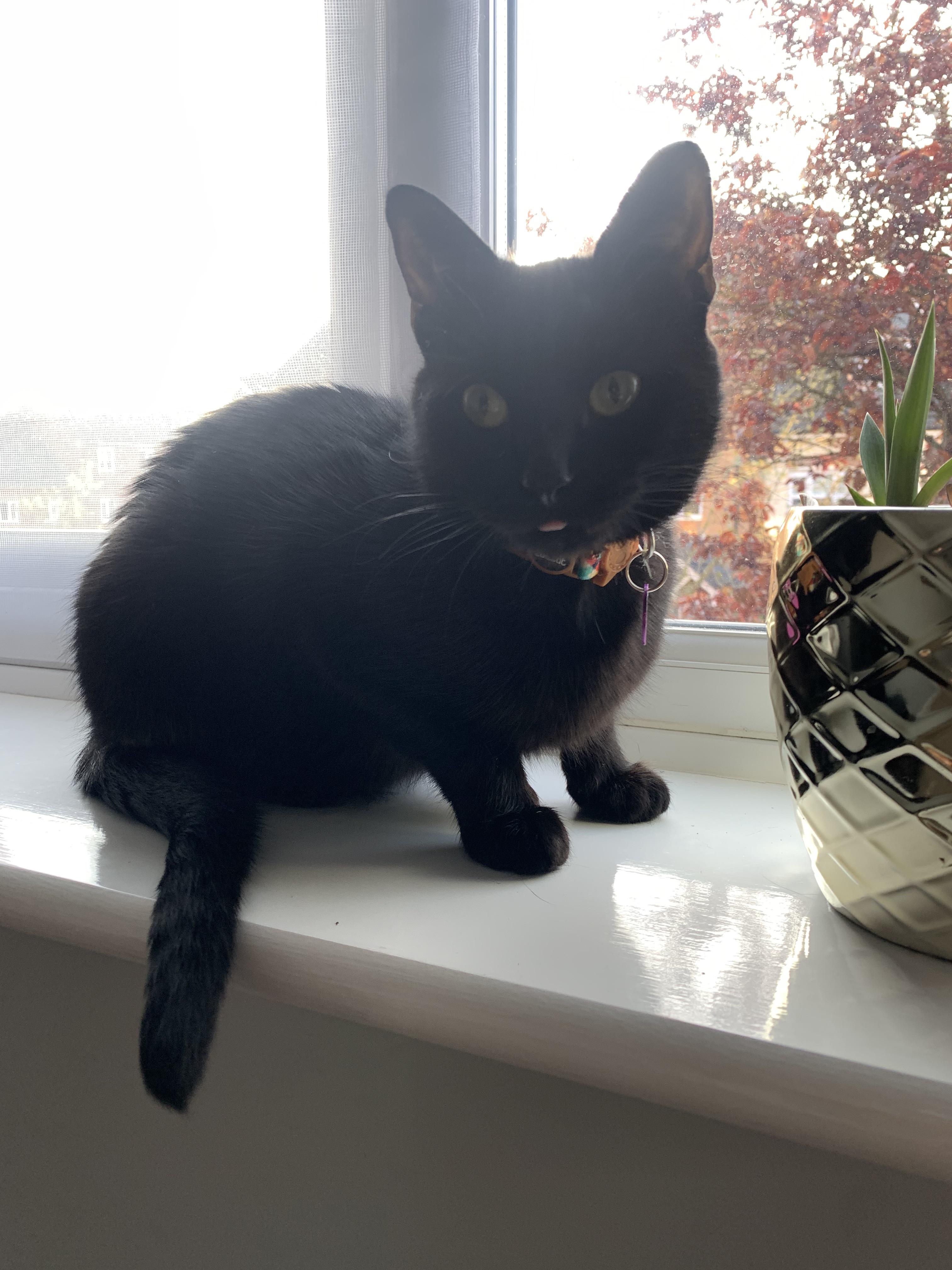 Tiny void blep | Scrolller