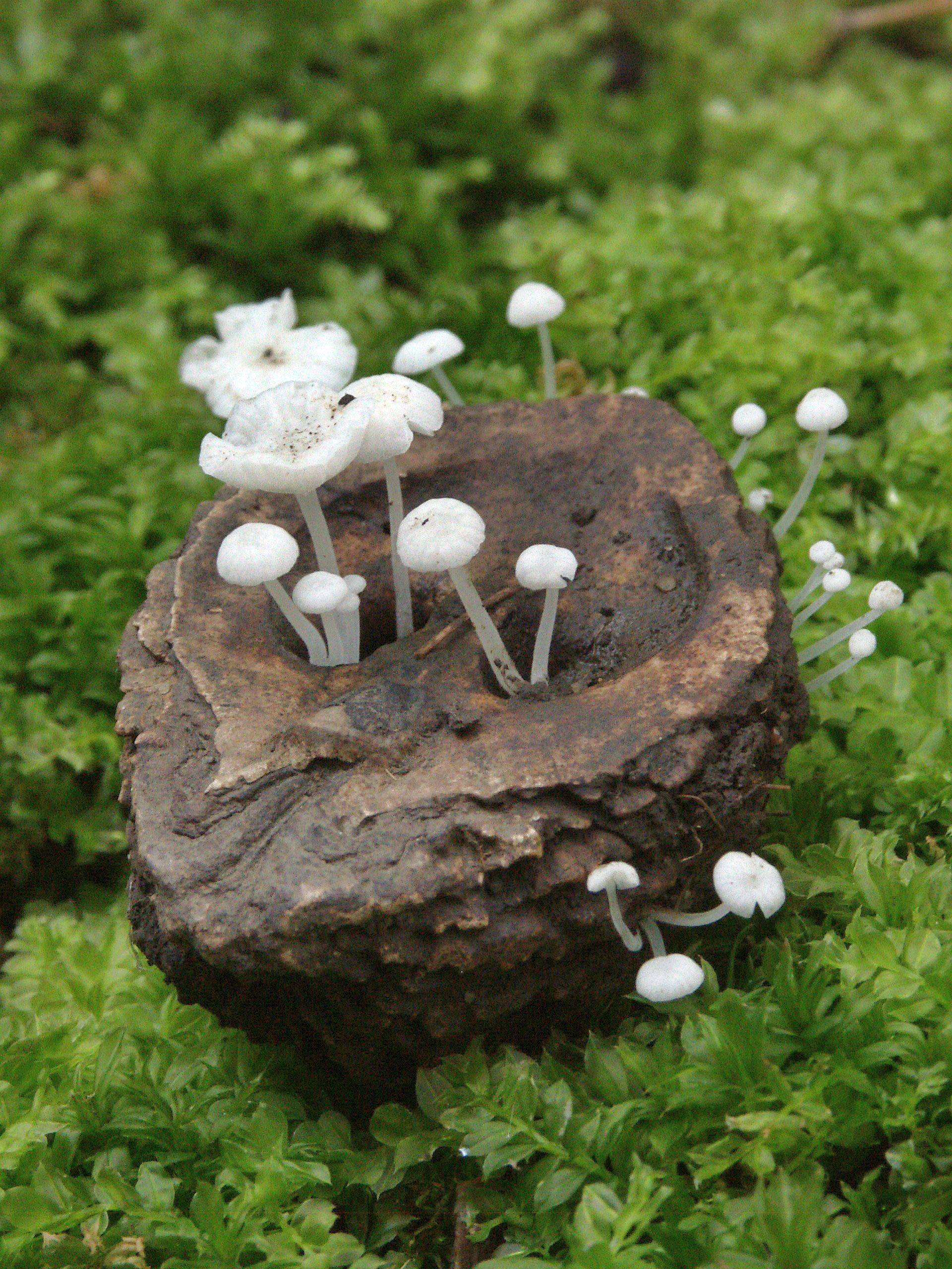 Tiny white mushrooms in a black walnut shell [1920x2560] [OC] | Scrolller