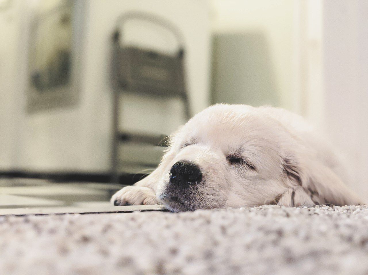 Tired golden puppy | Scrolller