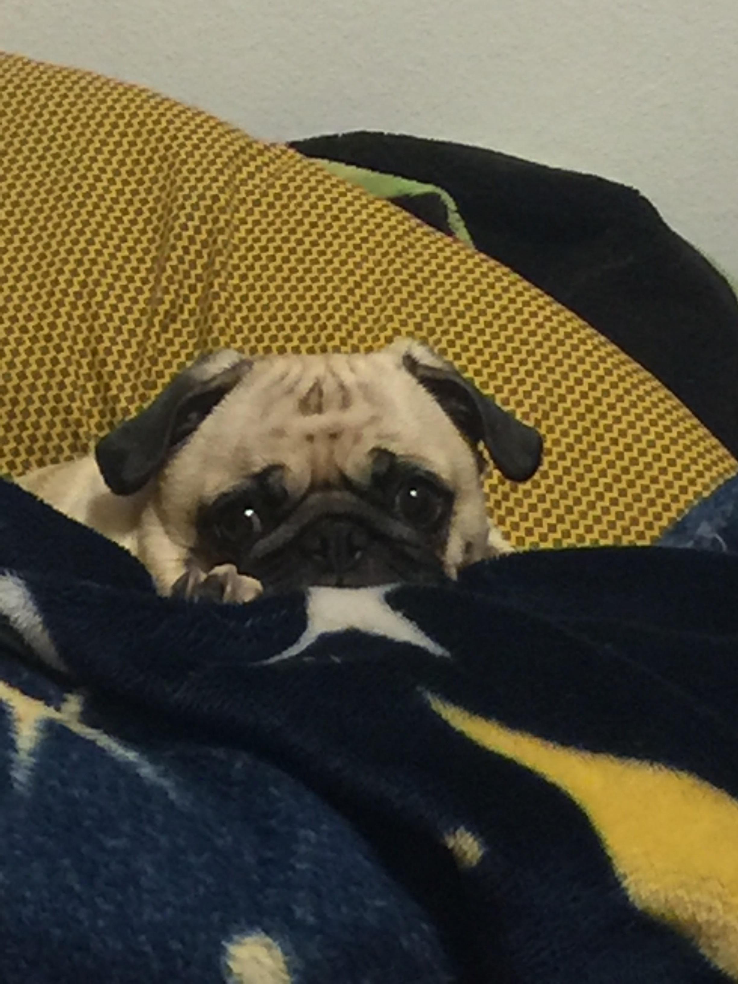 Tired little pug boi | Scrolller