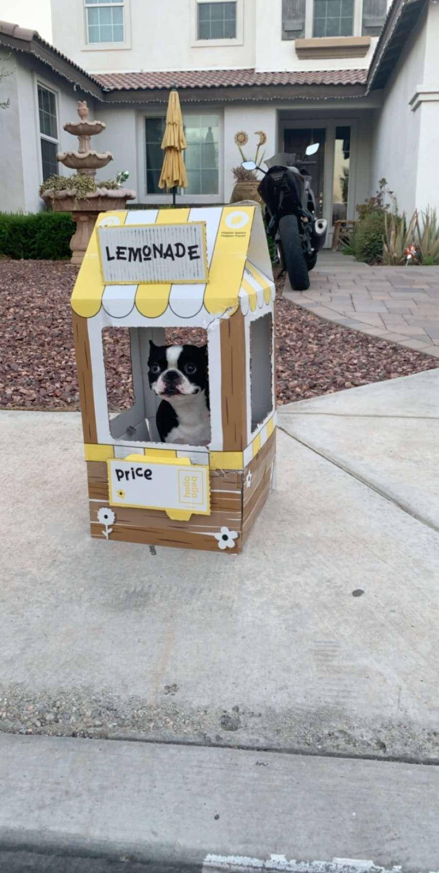 Tobi’s lemonade stand | Scrolller