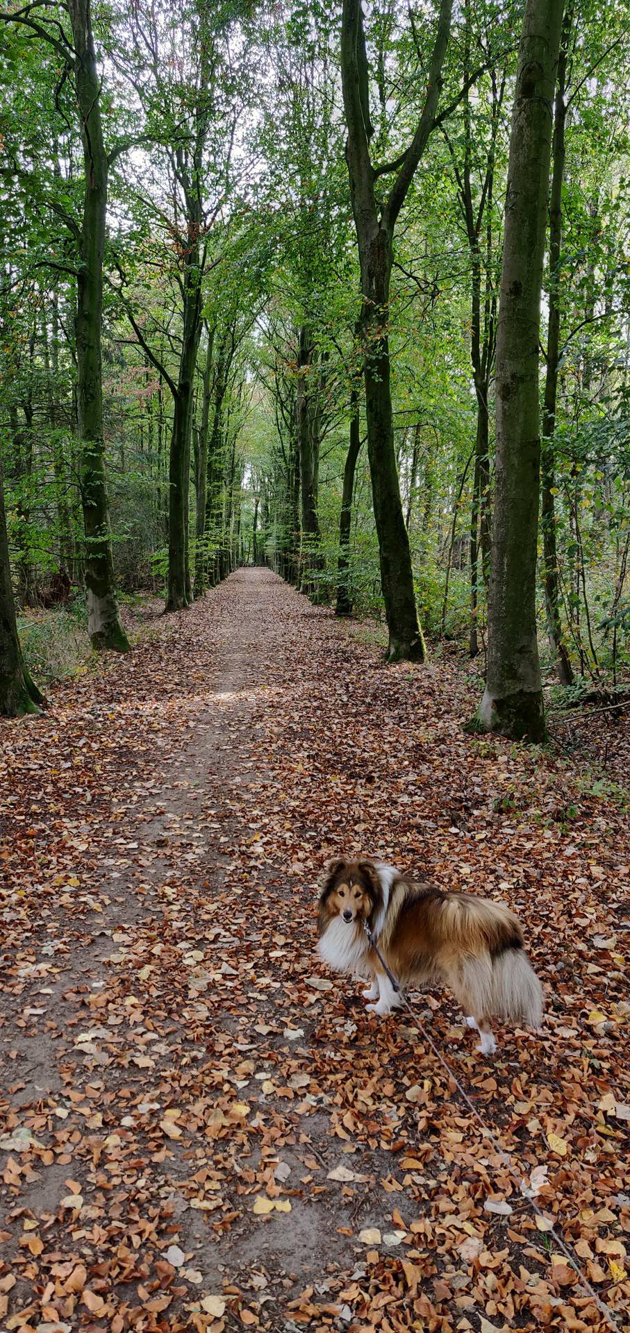 Toby in the forest ️ | Scrolller