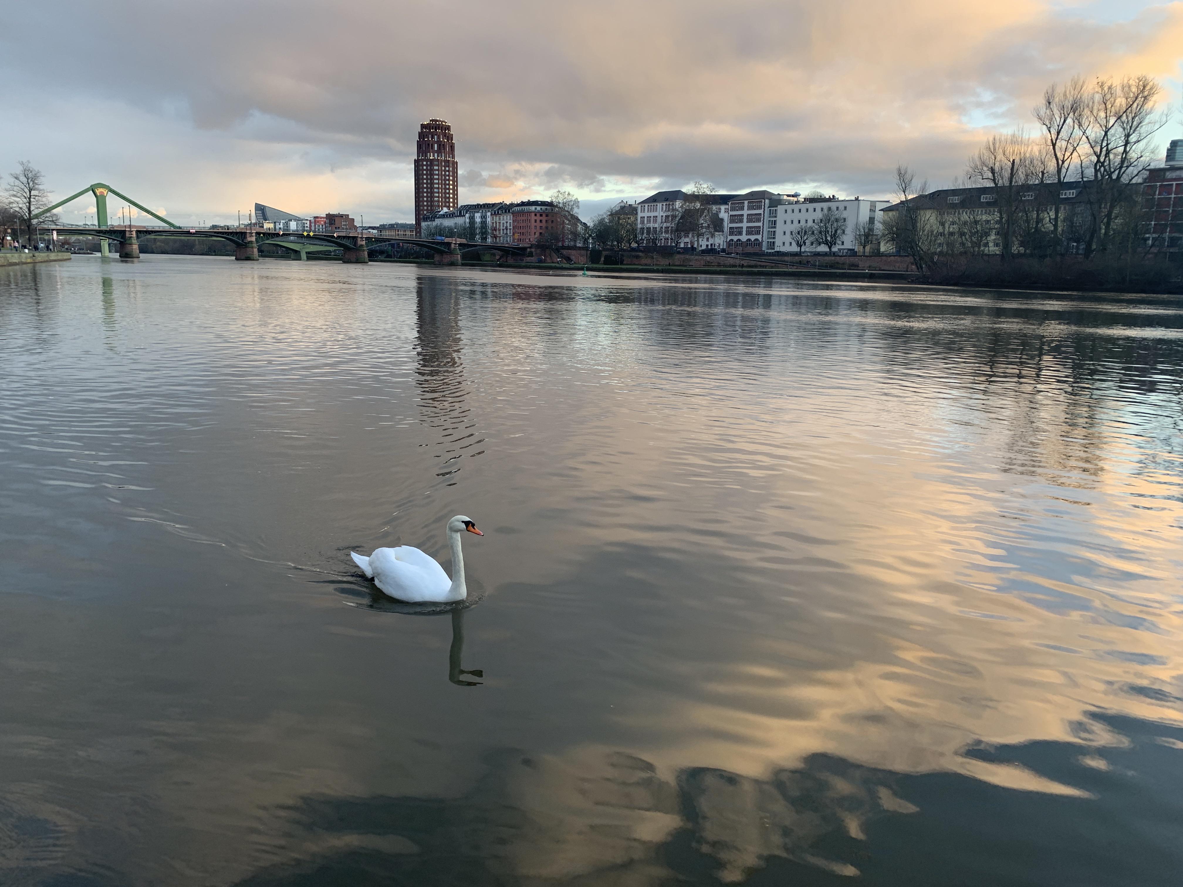 Today FFM | Scrolller