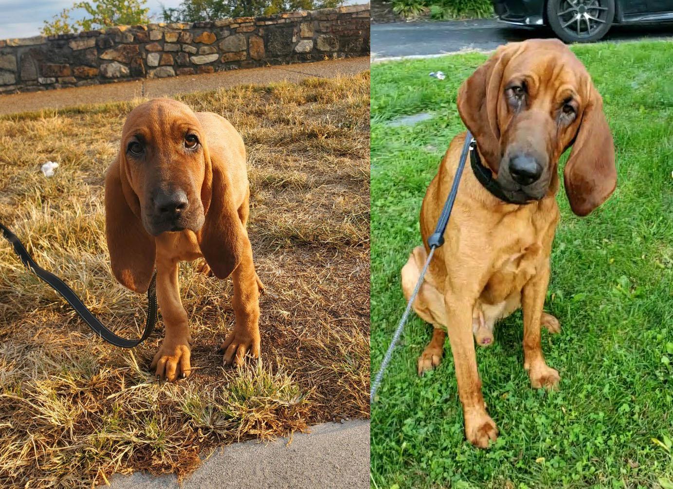 Today marks one year since I got my squishy pupper. | Scrolller