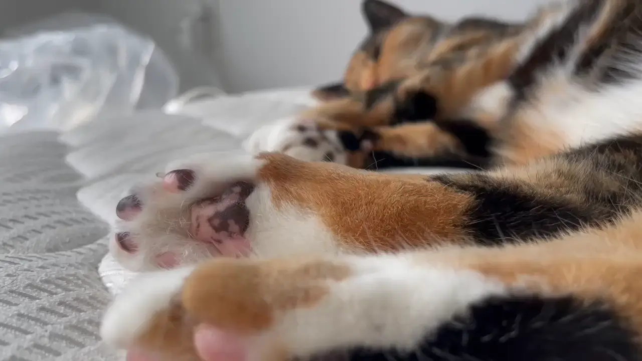 Discover more like Aww: Toe beans activated and Related Content | Scrolller