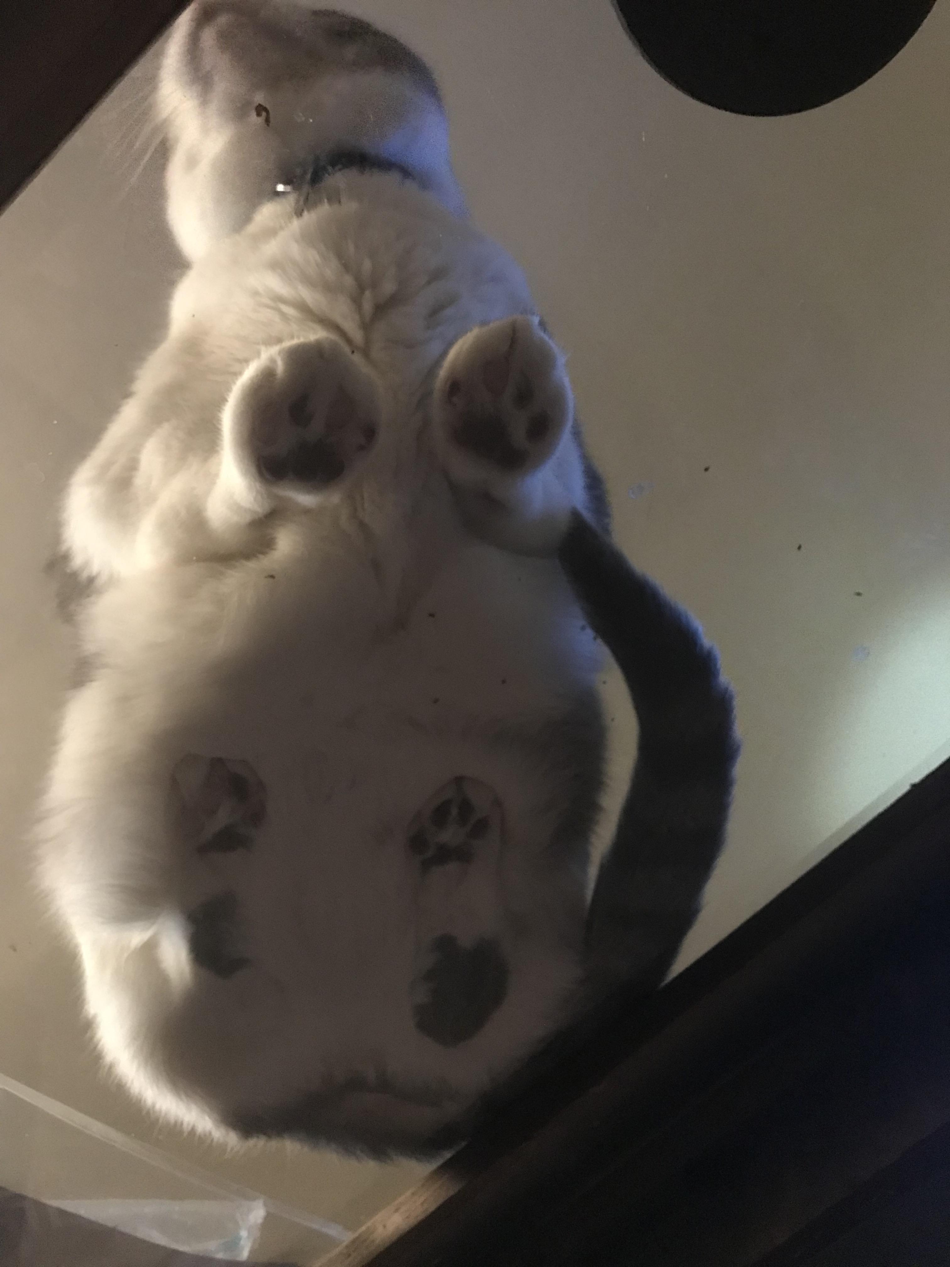 Toe beans beautifully encased in a fluffy kitty belly! | Scrolller