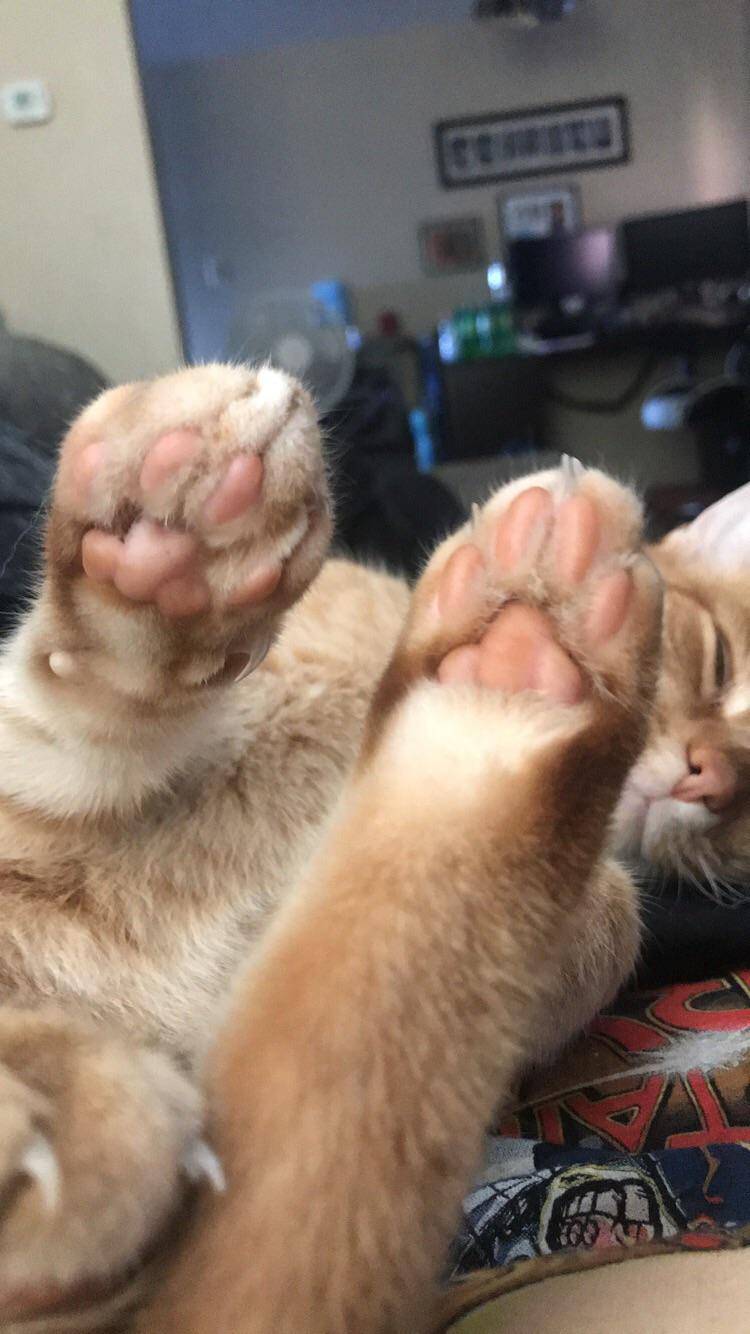 Toe beans on display during a nap | Scrolller