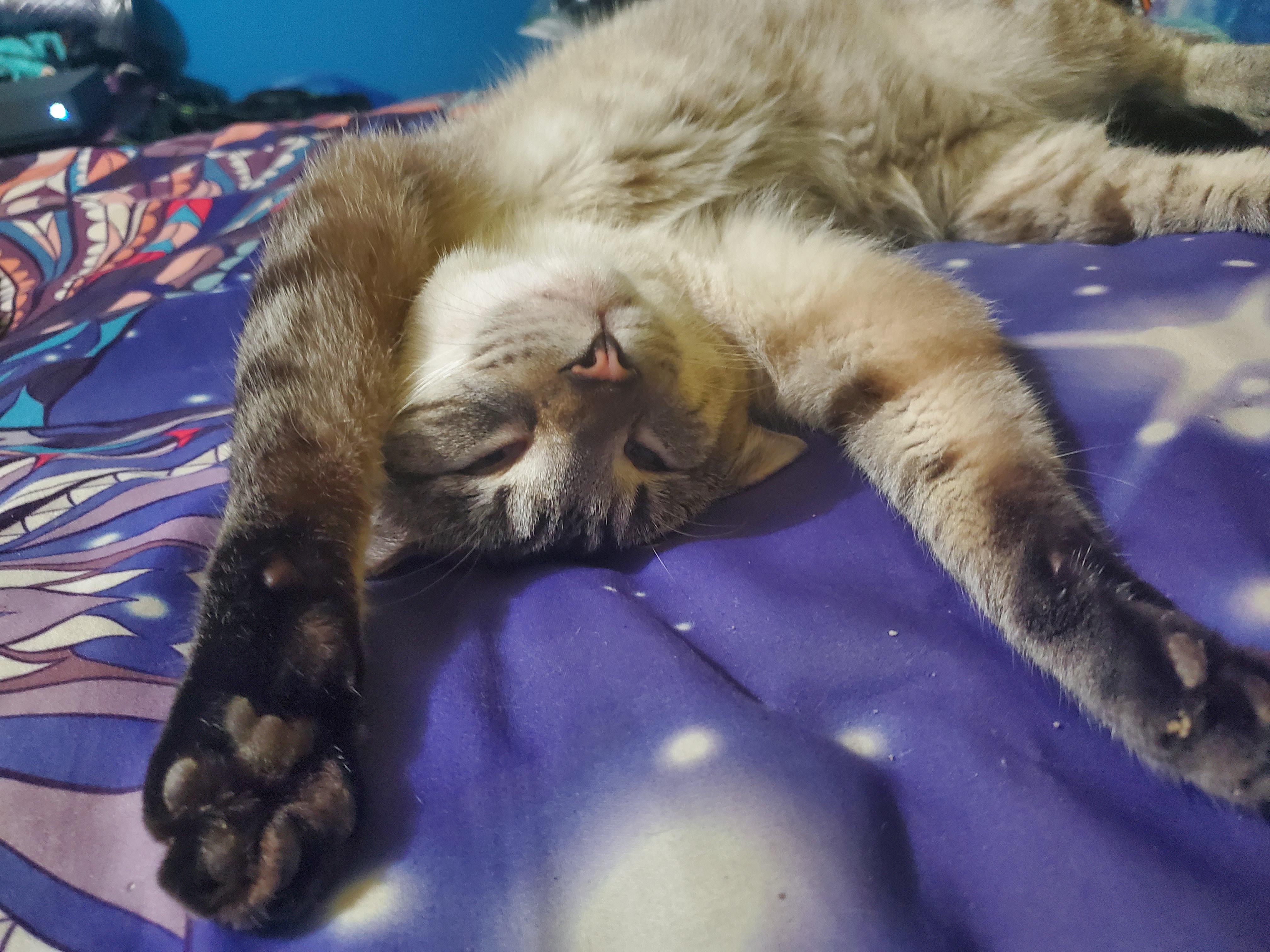 Toe beans with eyes open out cold. | Scrolller