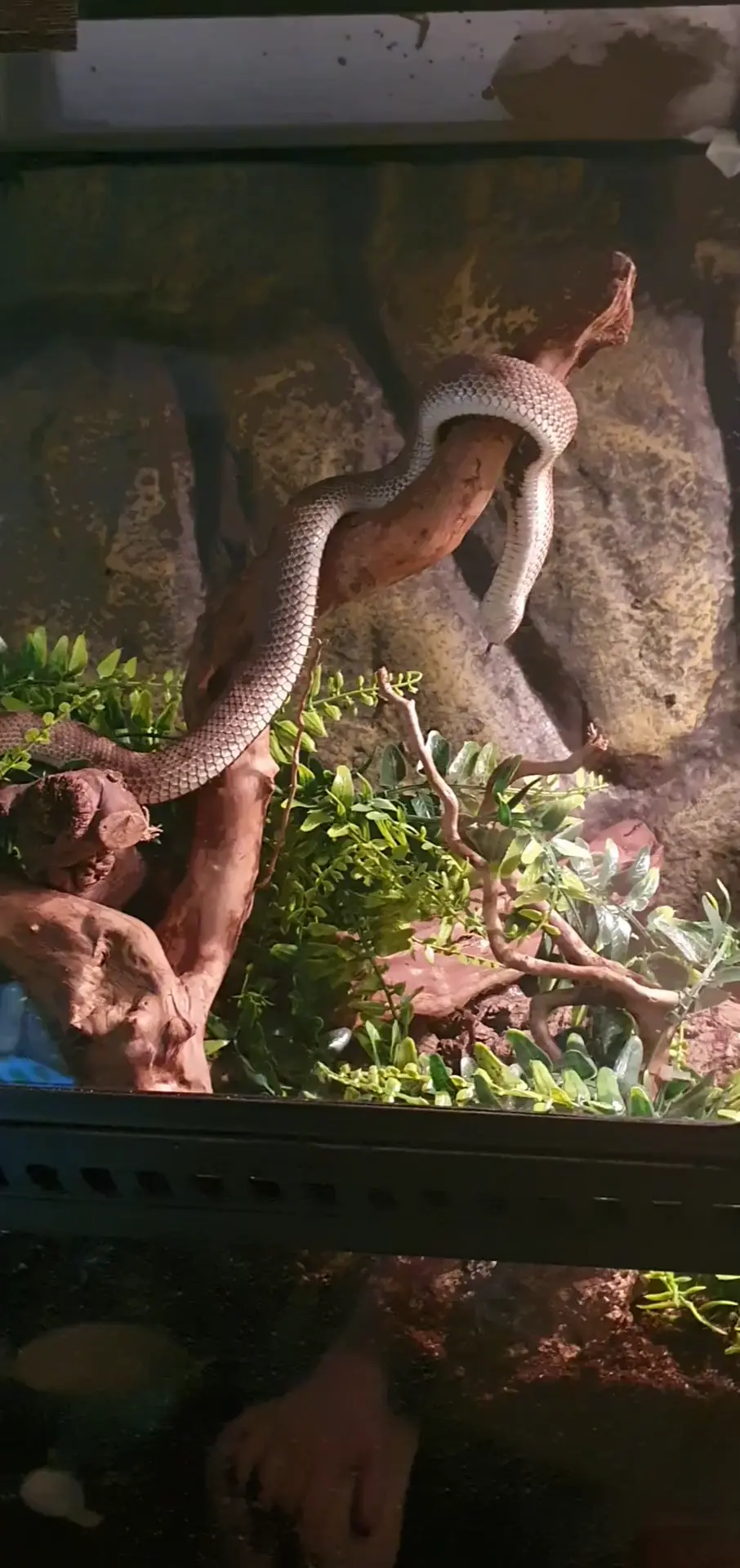 Tongue action goes brrrrr | Scrolller