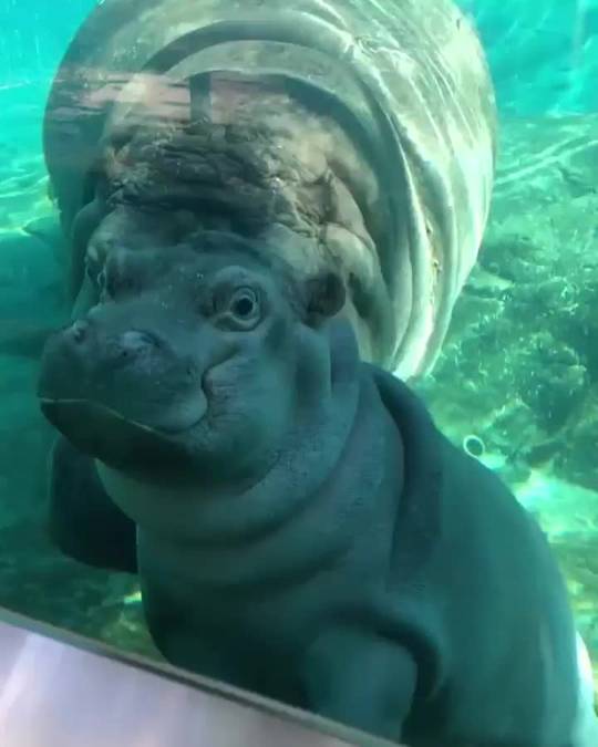 Tony the baby hippo | Scrolller