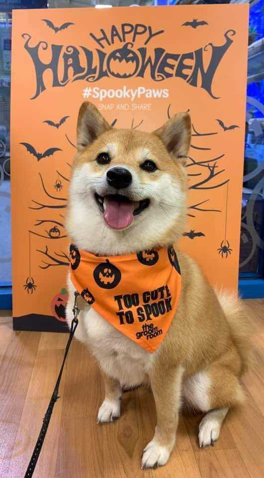 Too cute to spook (apparently) | Scrolller