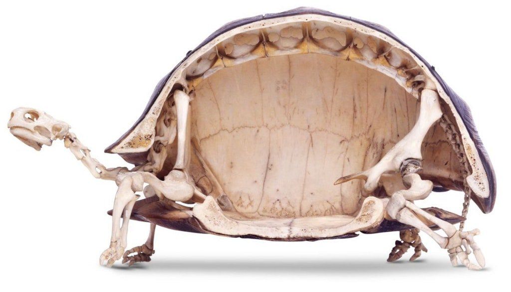Tortoise [1024 x 586] | Scrolller