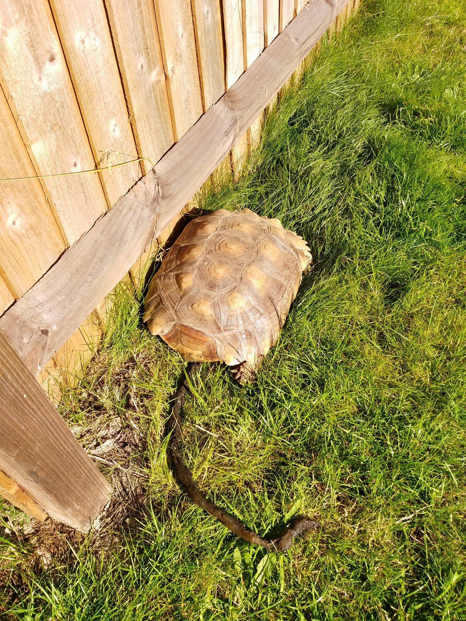 Tortoises can have huge poops. | Scrolller