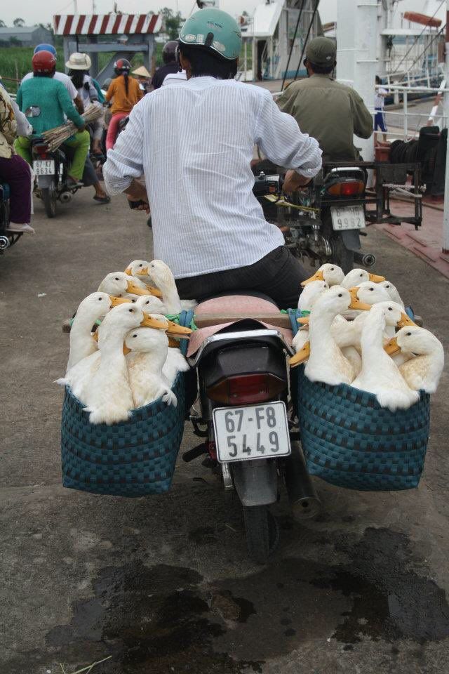 Transport some precious cargo caw caw | Scrolller