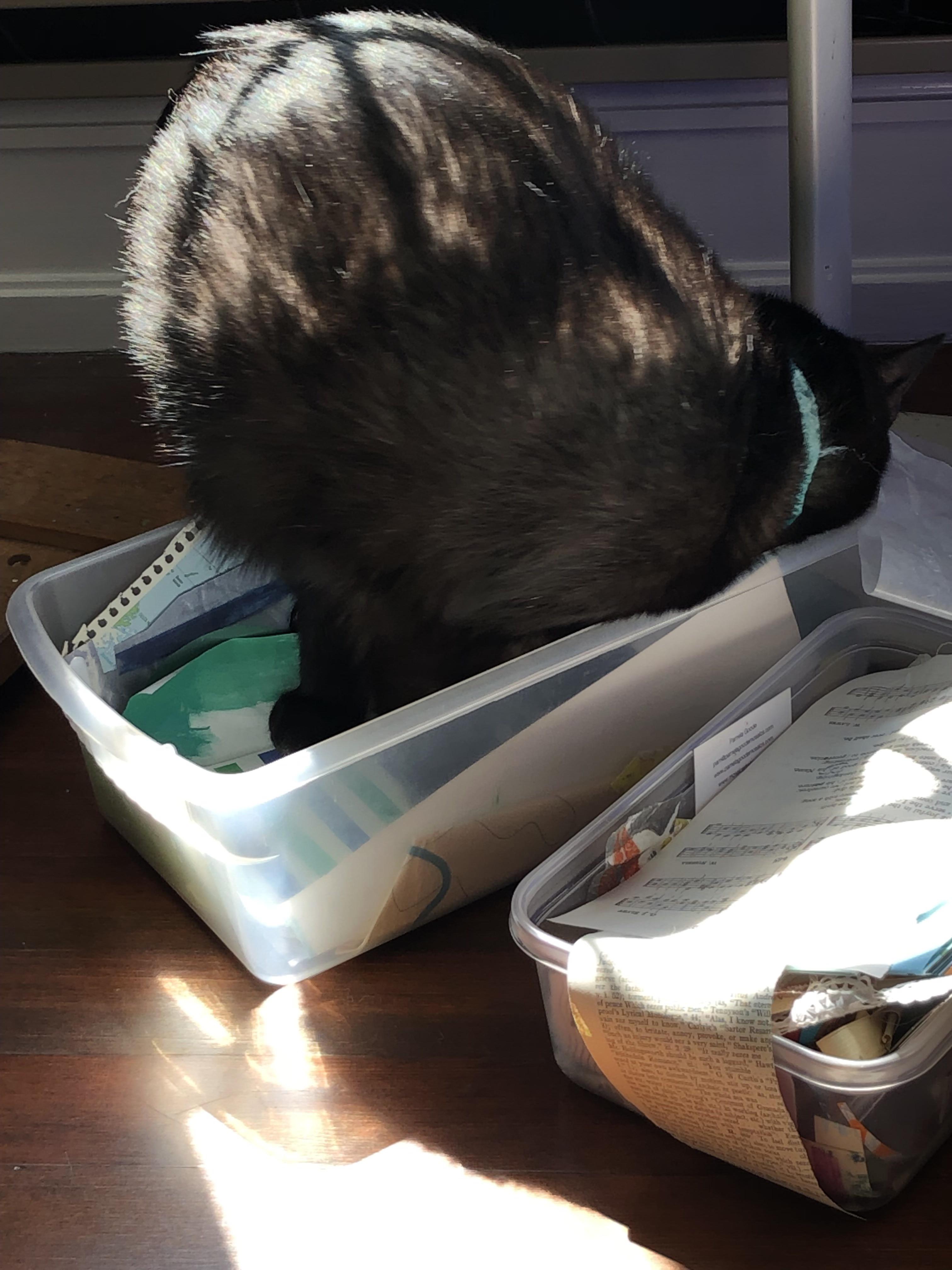 Trapped! | Scrolller