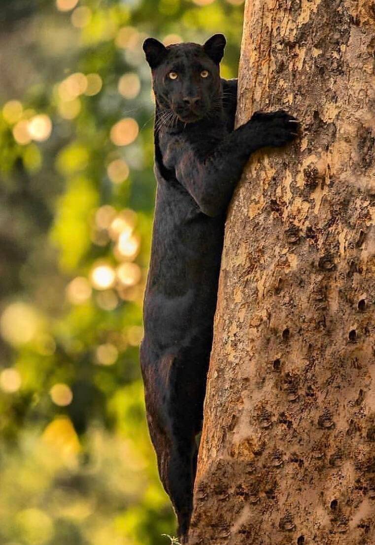 Tree Climbing Time | Scrolller