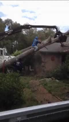 Tree Cutting | Scrolller