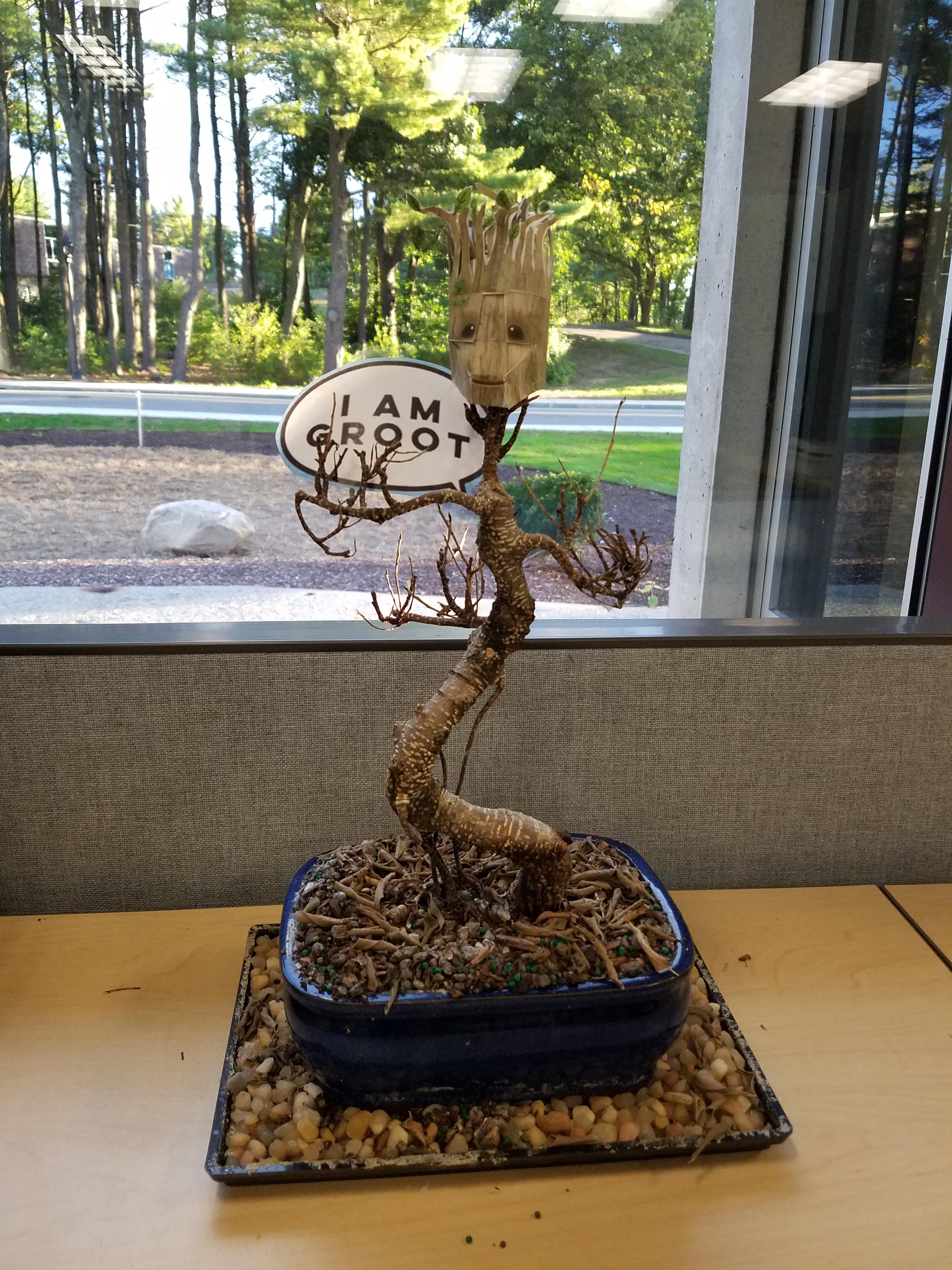 Tree died, Groot lives | Scrolller