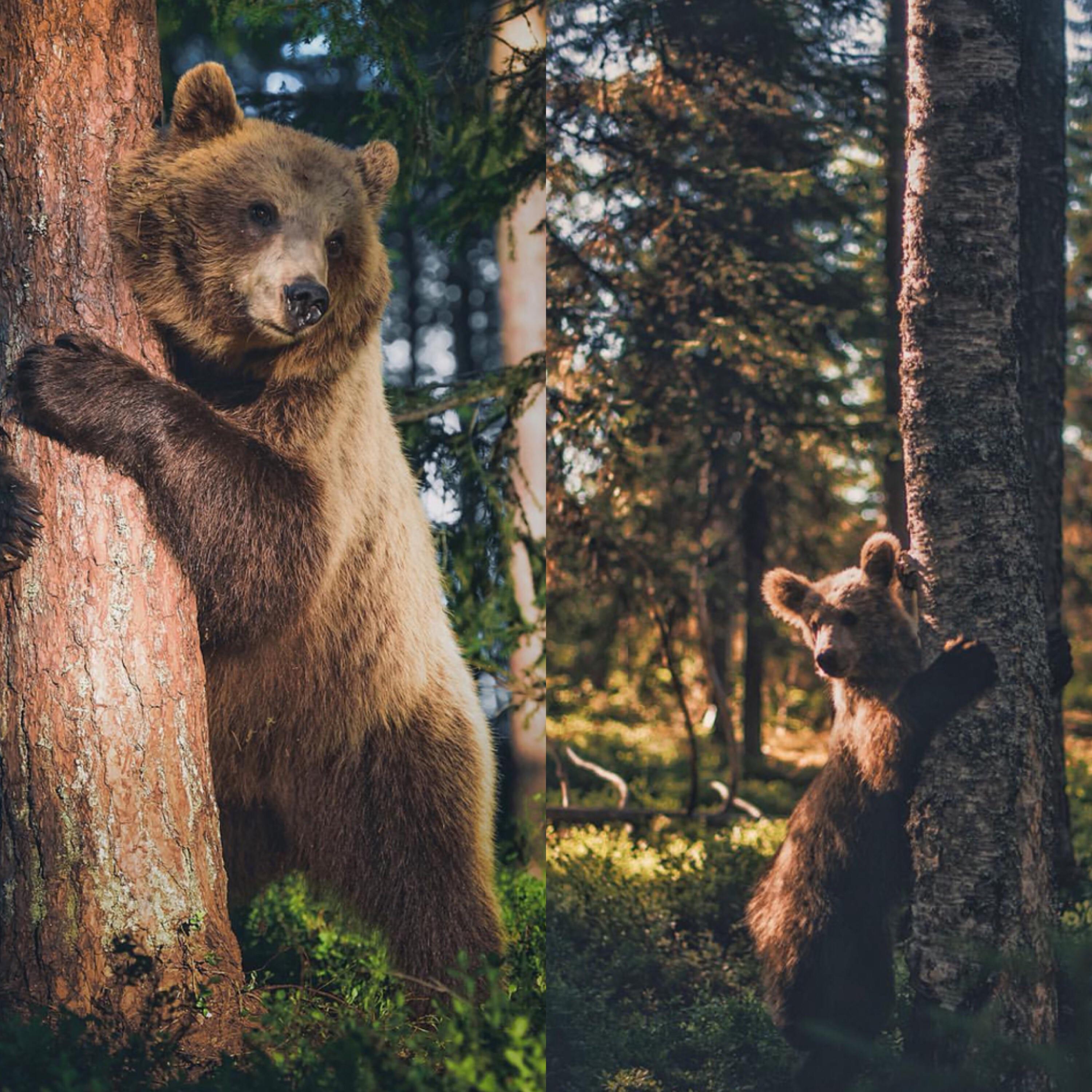 Discover more like Bears: Tree-hugging bears photographed by Konsta Punkka in Finland and ...