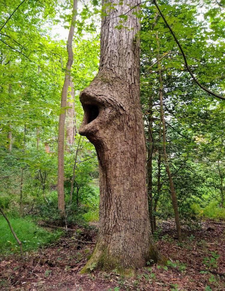 ITS LOGGERS OMG | Scrolller