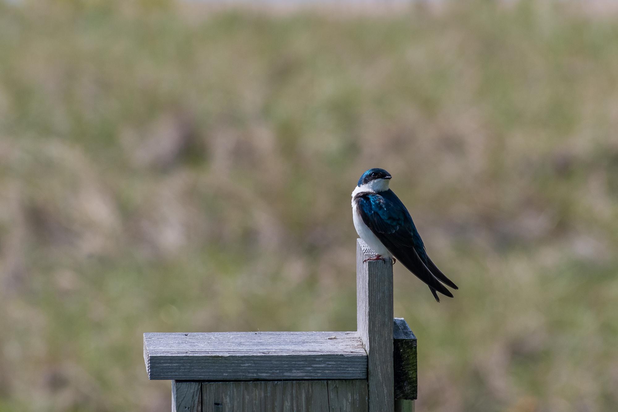 Tree swallow | Scrolller