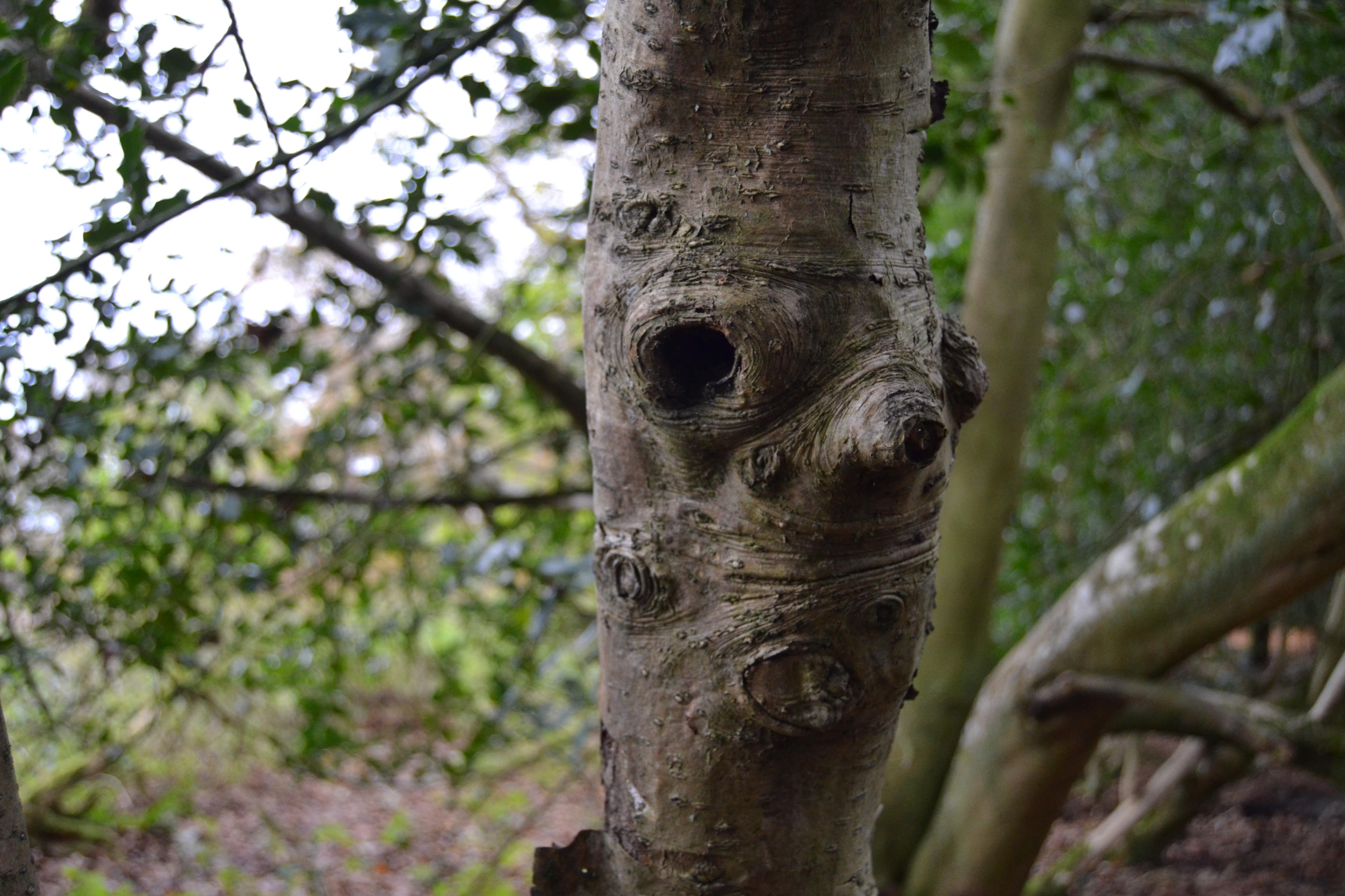 Trees with Faces: Exhibit 1 | Scrolller