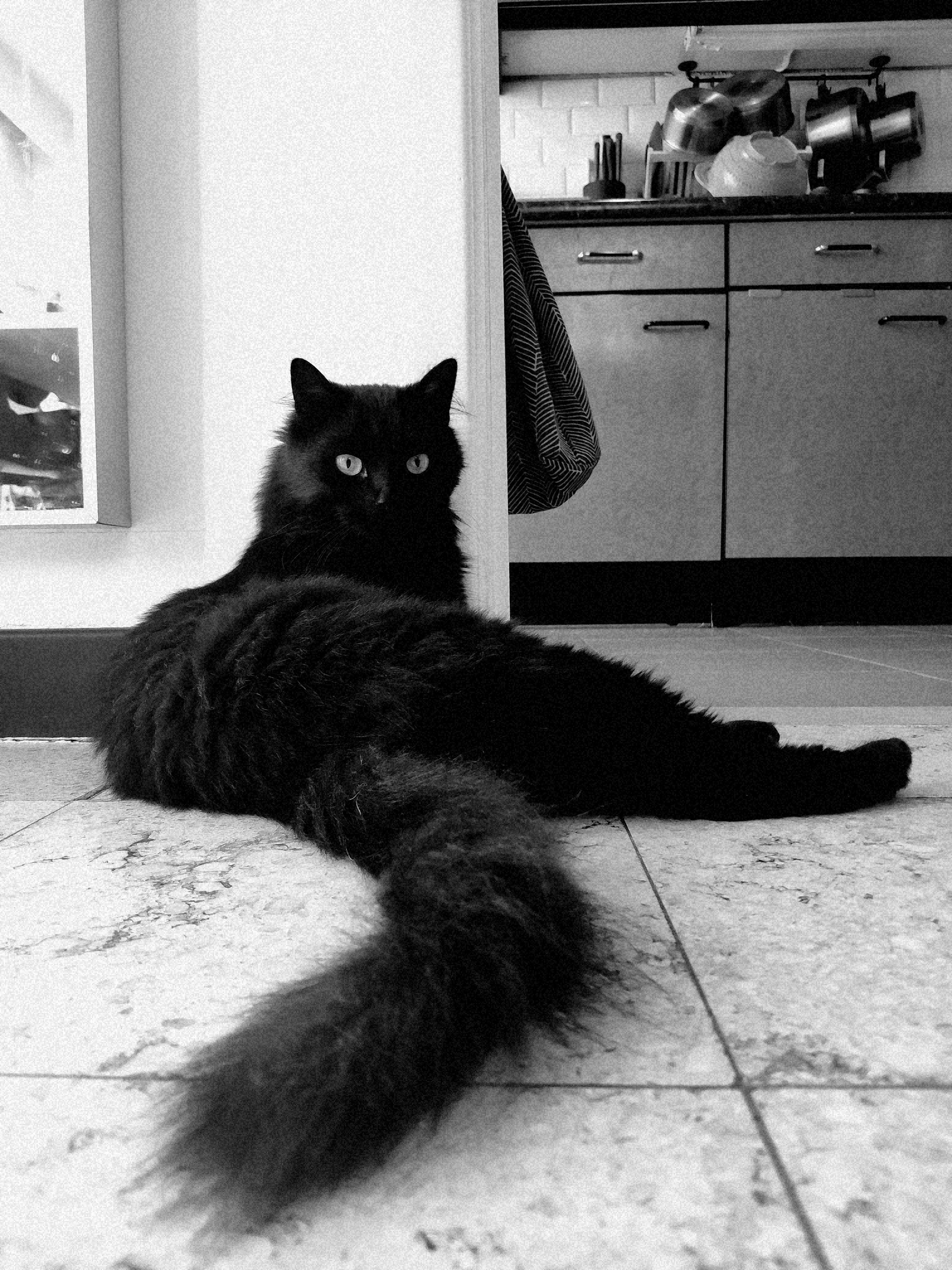 Truffles is all about that sass | Scrolller