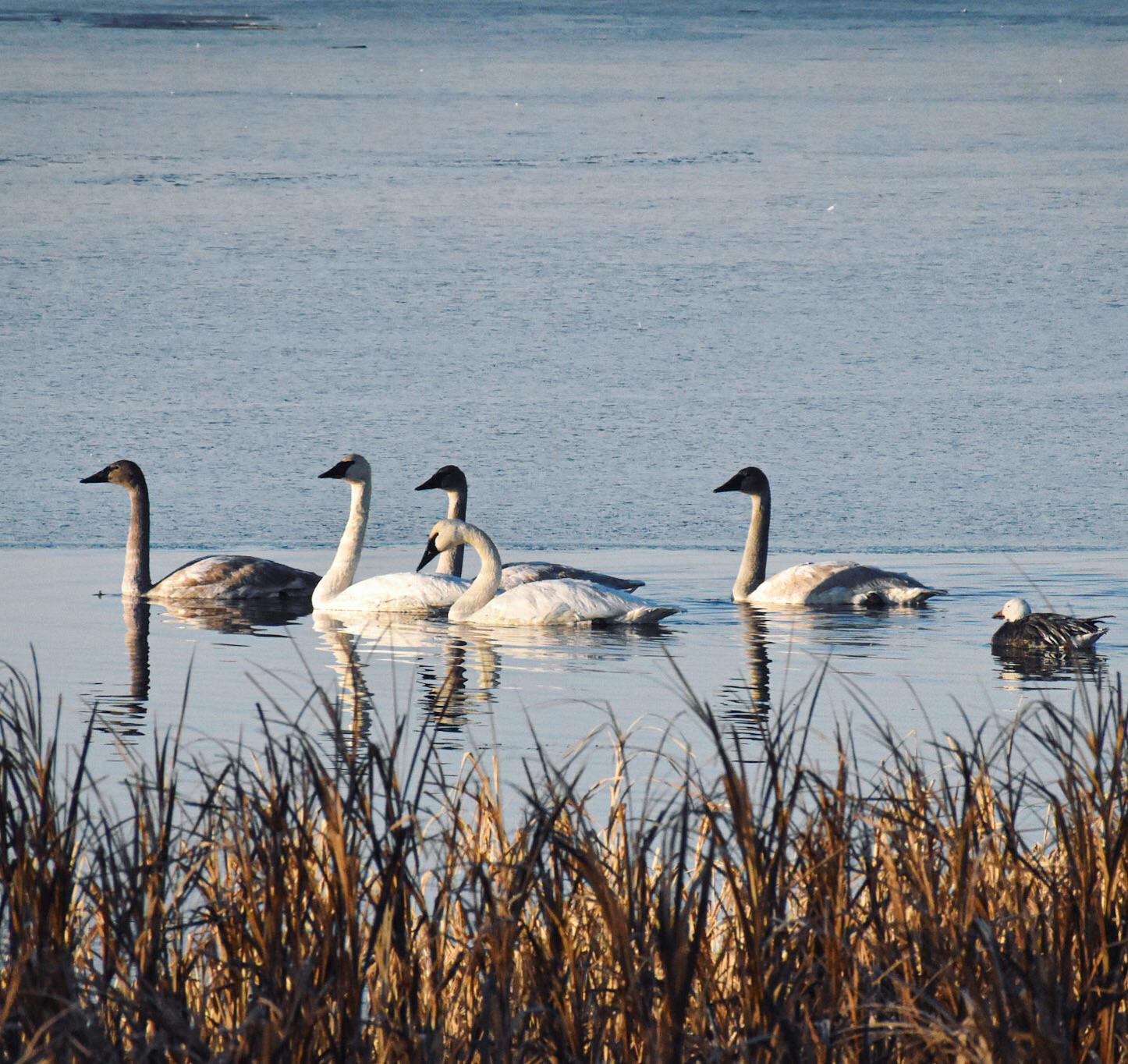 Trumpeter swans with a confused snow goose | Scrolller