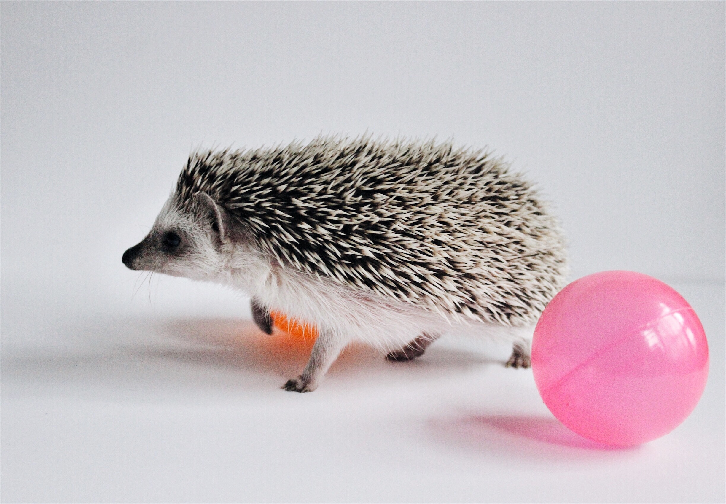 Tsum Tsum the Hedgie : World Debut (@tsumtsumthehedgie) | Scrolller