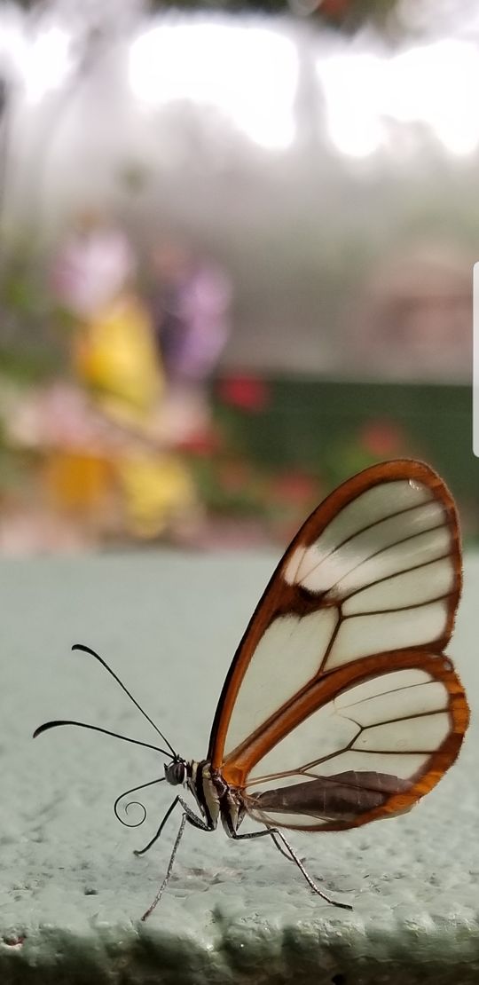 TTM @ Butterfly Wonderland | Scrolller