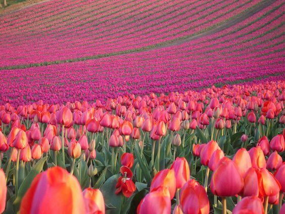 Tulip fields of Denmark - Heaven 🌷 | Scrolller