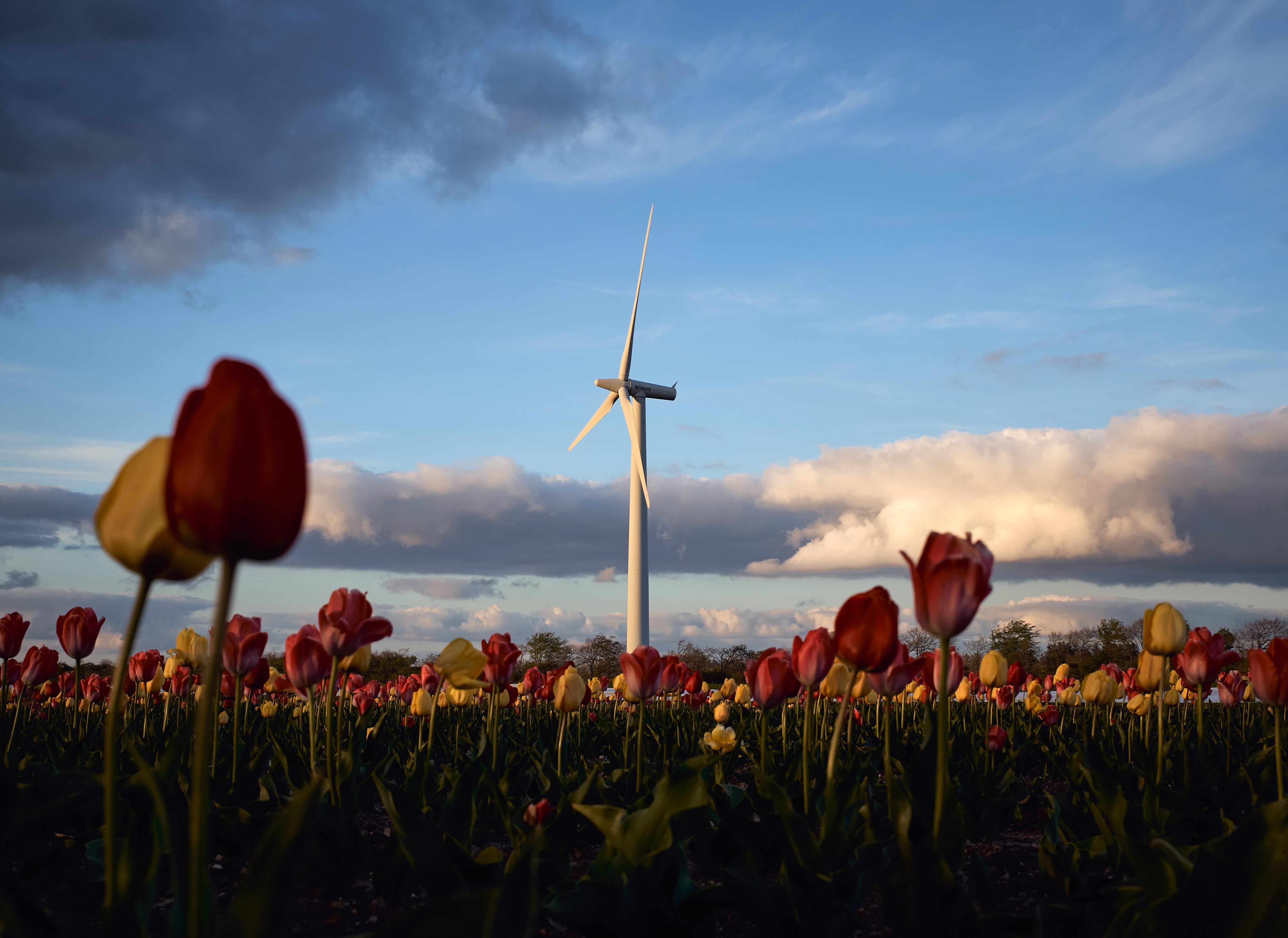 Tulip Wind (check full res) | Scrolller