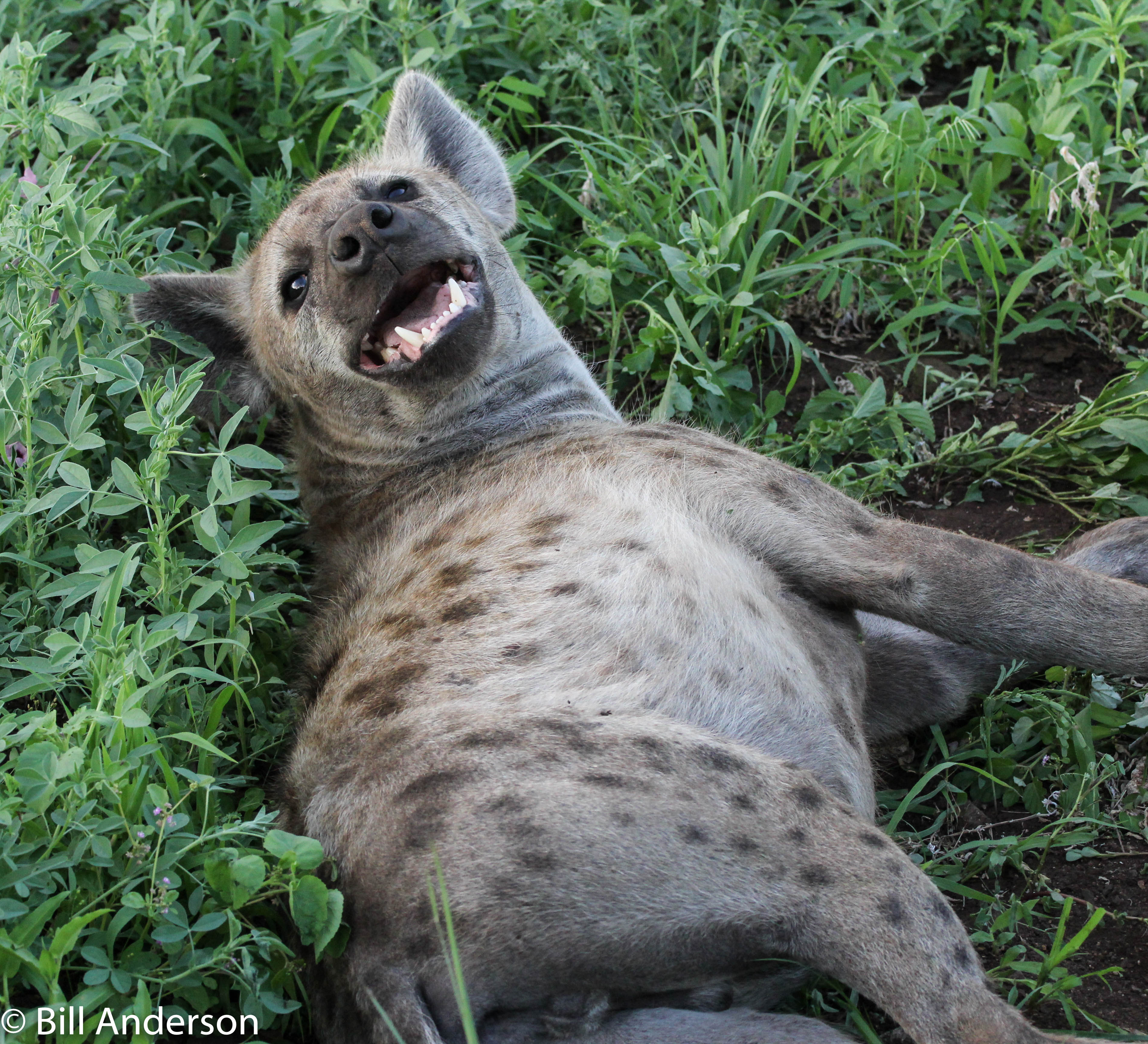 Tummy scratch? | Scrolller