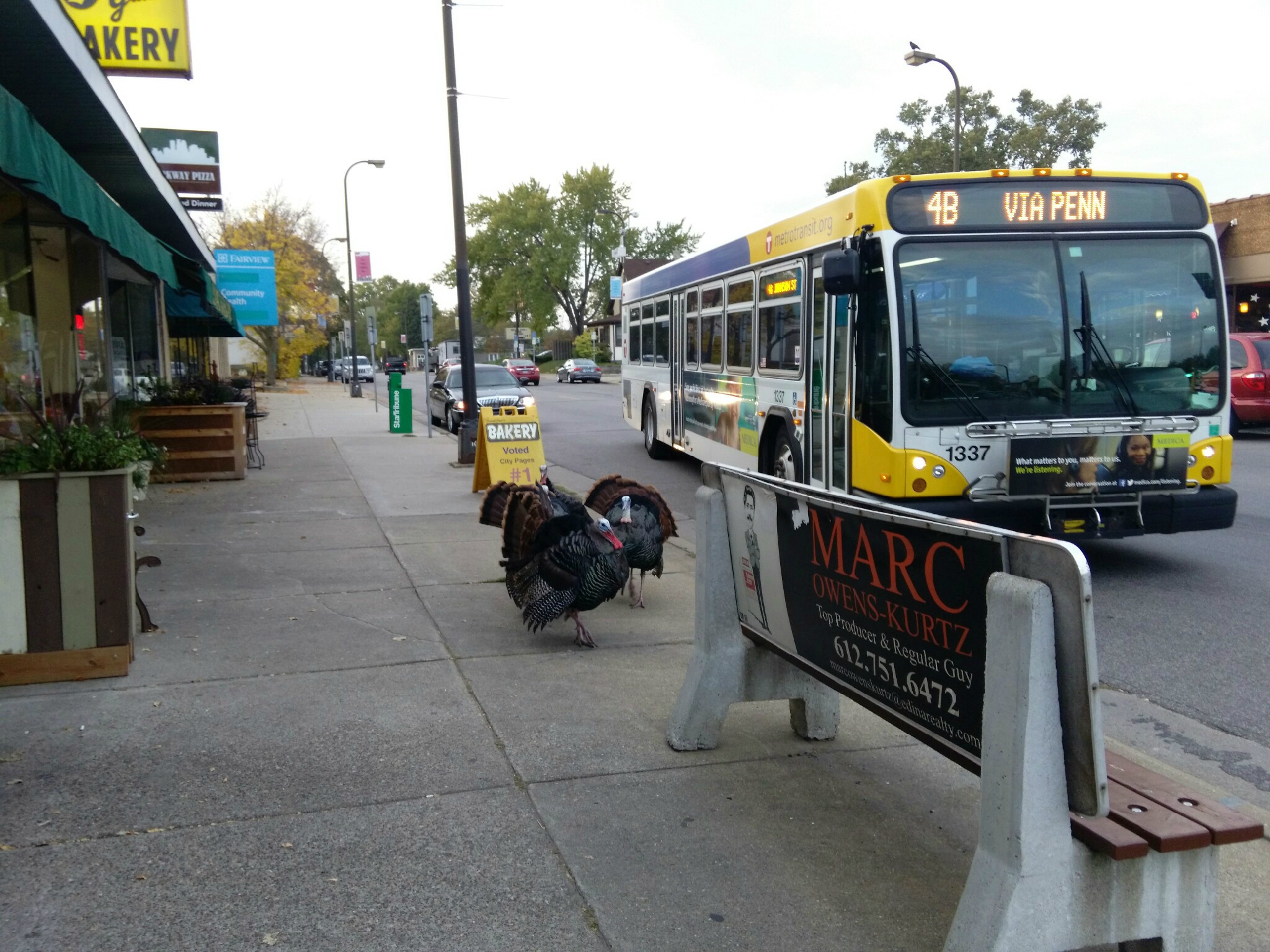Turkeys waiting at bus stop | Scrolller