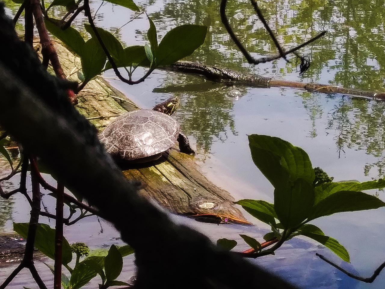 Turtle on log | Scrolller
