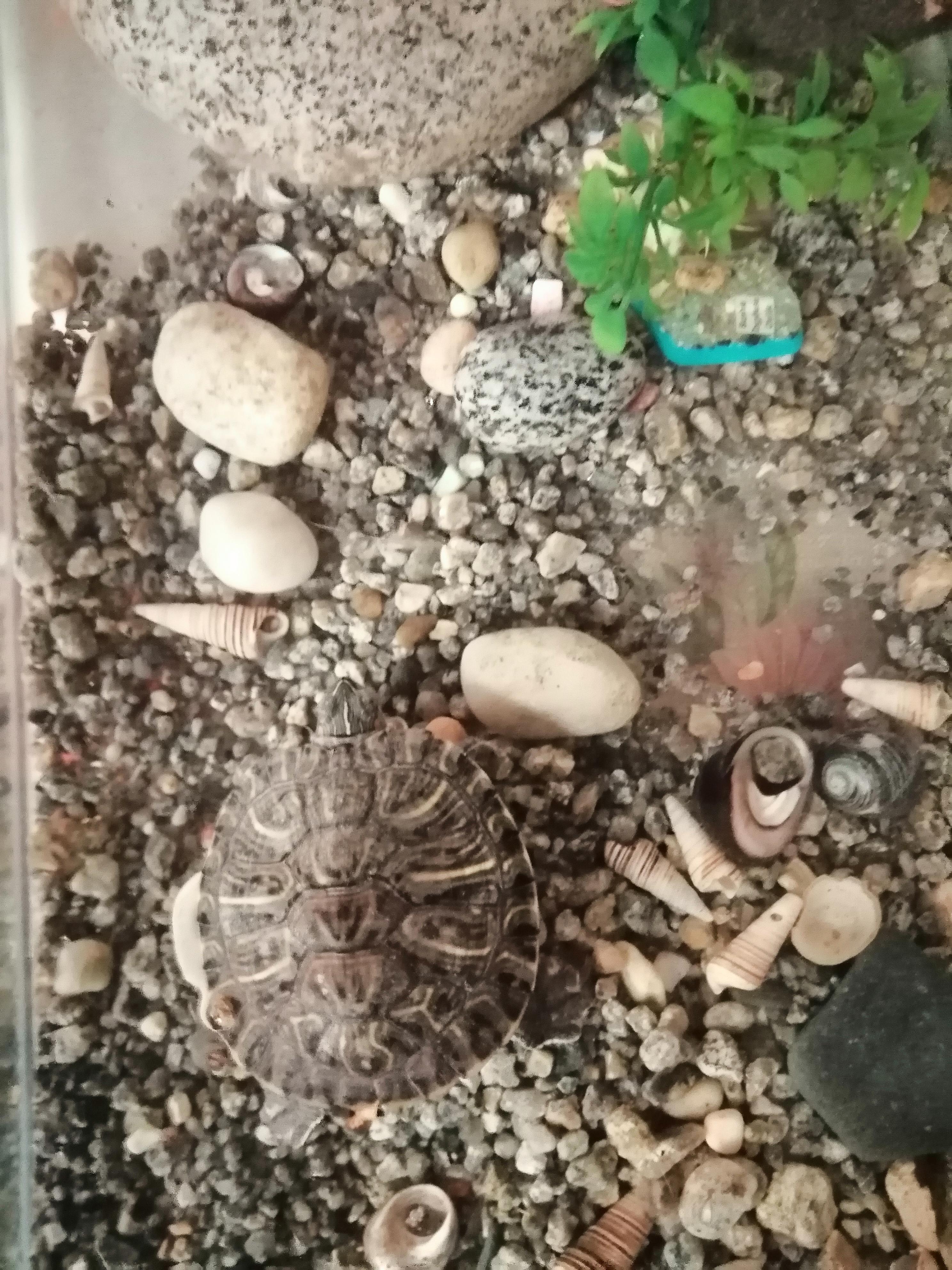 Turtle.png | Scrolller