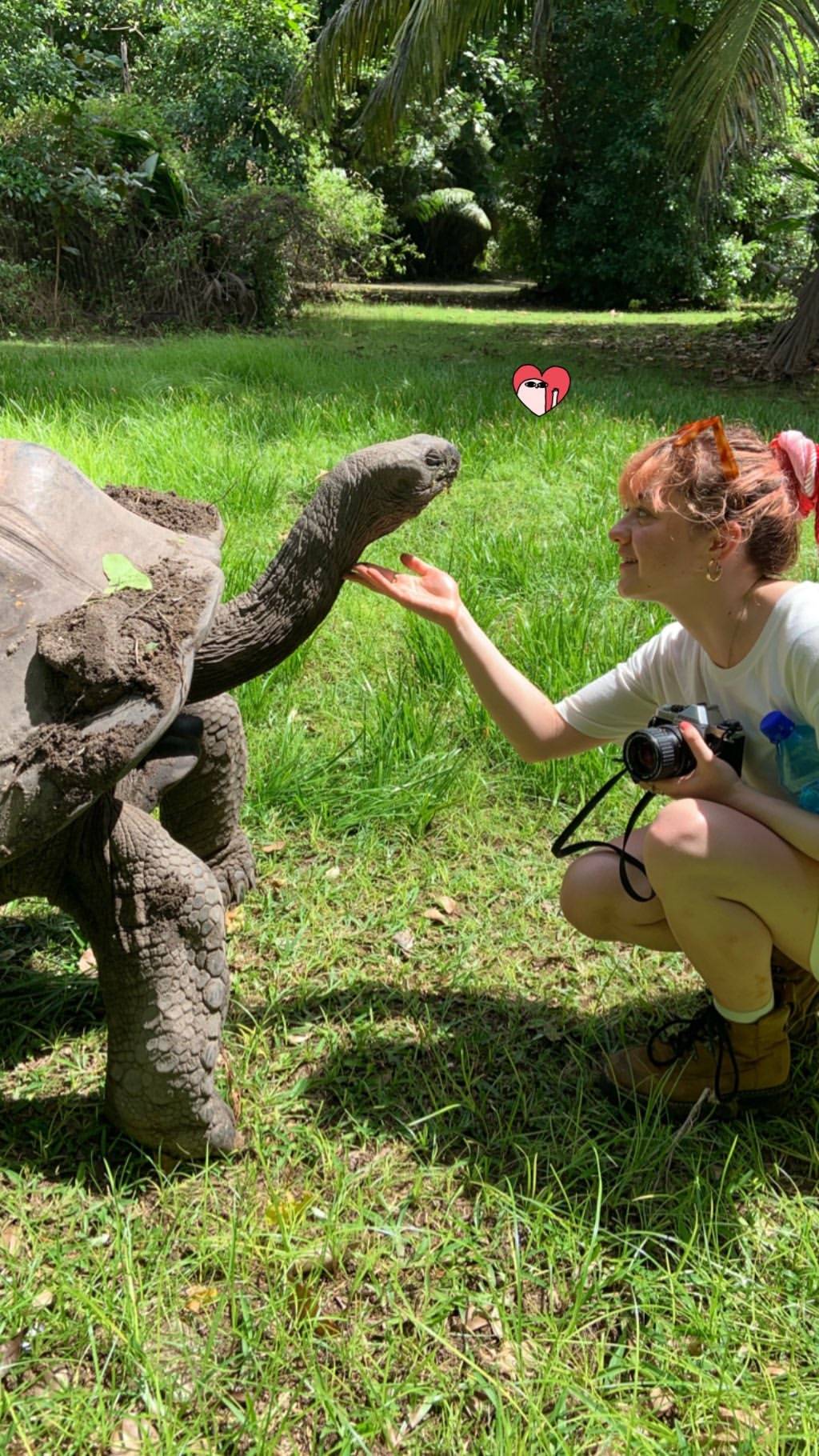 Turtle (Tortoise?) | Scrolller