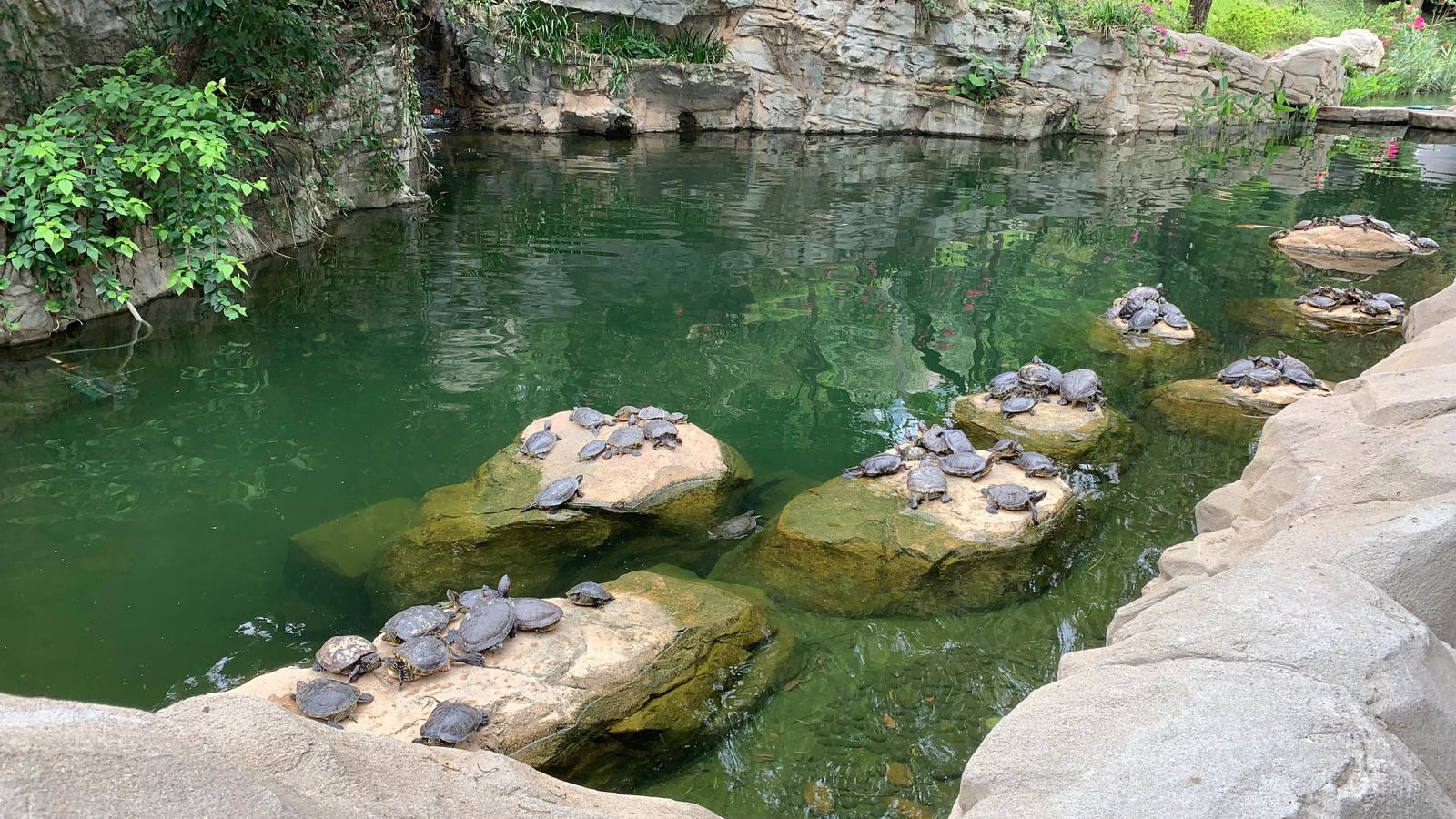 turtles! | Scrolller