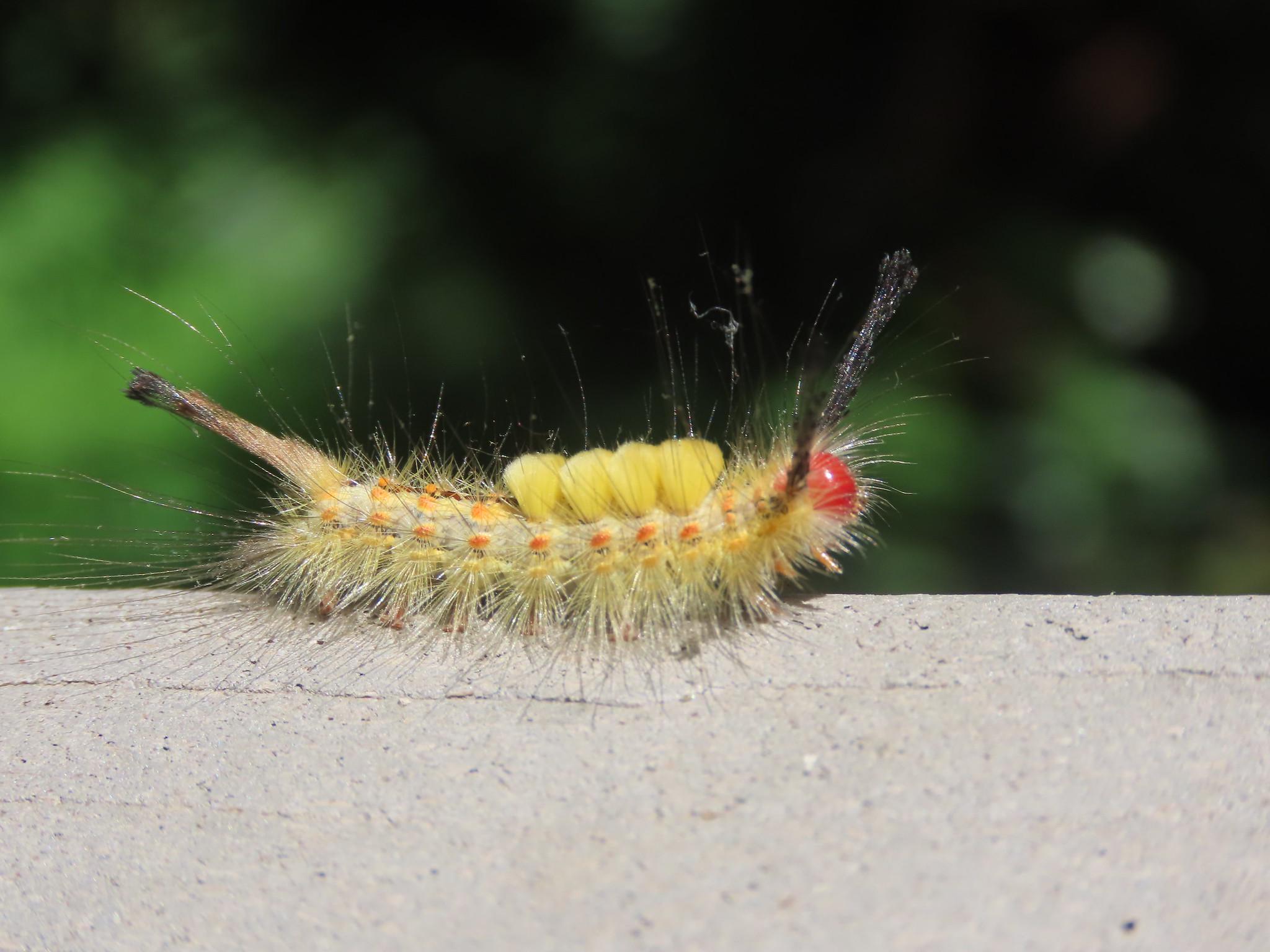 Tussock Moth Caterpillar, Florida | Scrolller