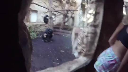 Twerking at the zoo | Scrolller