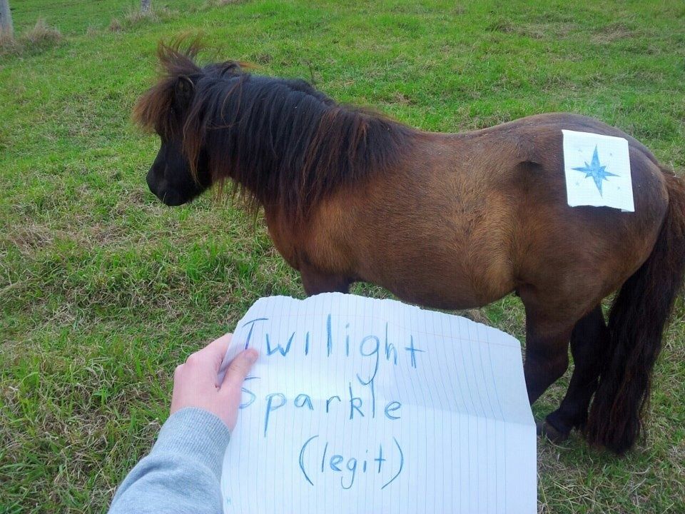 Twilight Sparkle (legit) | Scrolller