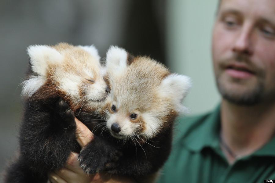 Twin and Cute baby red panda | Scrolller