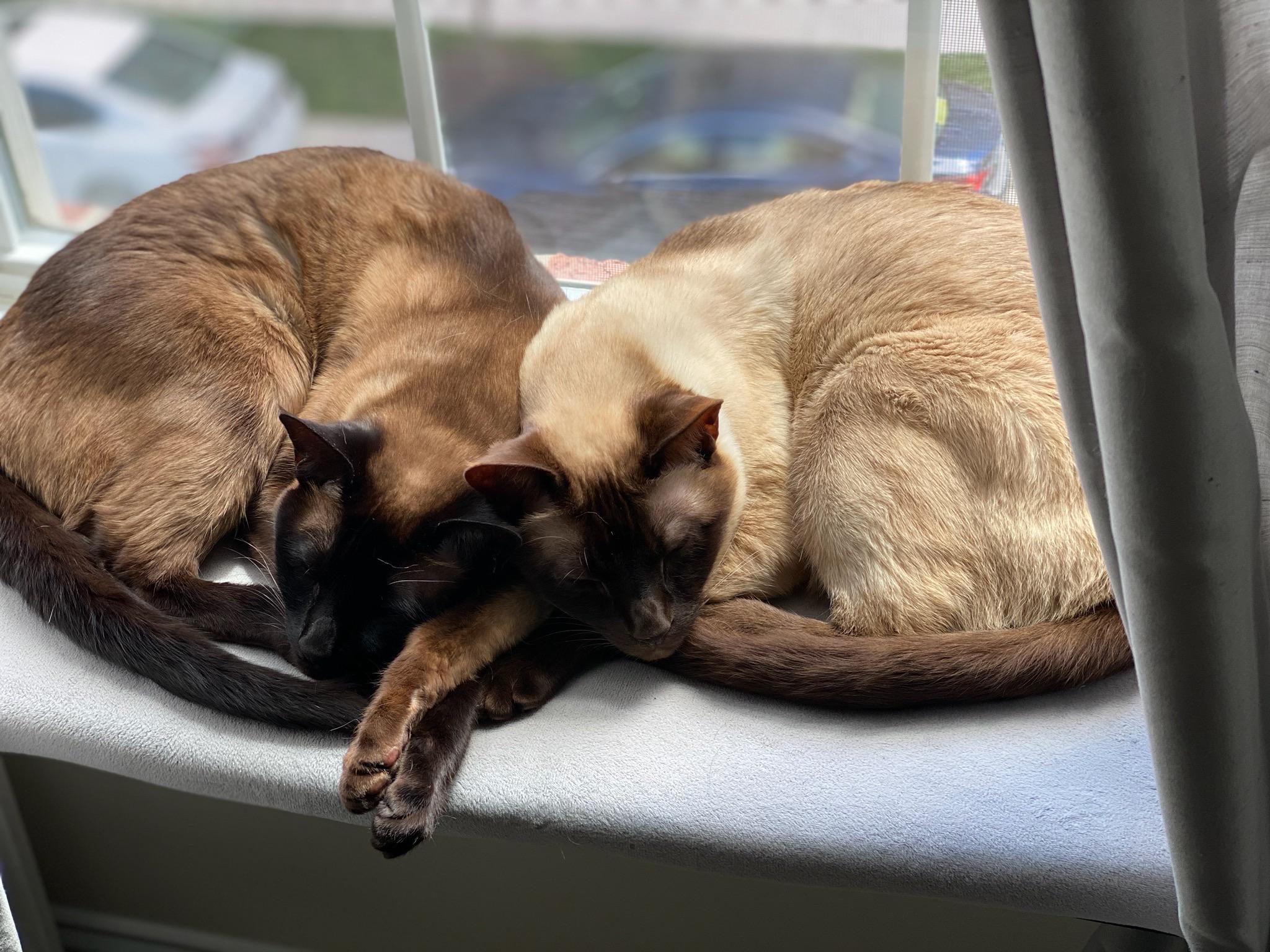 Twin nap power activate | Scrolller