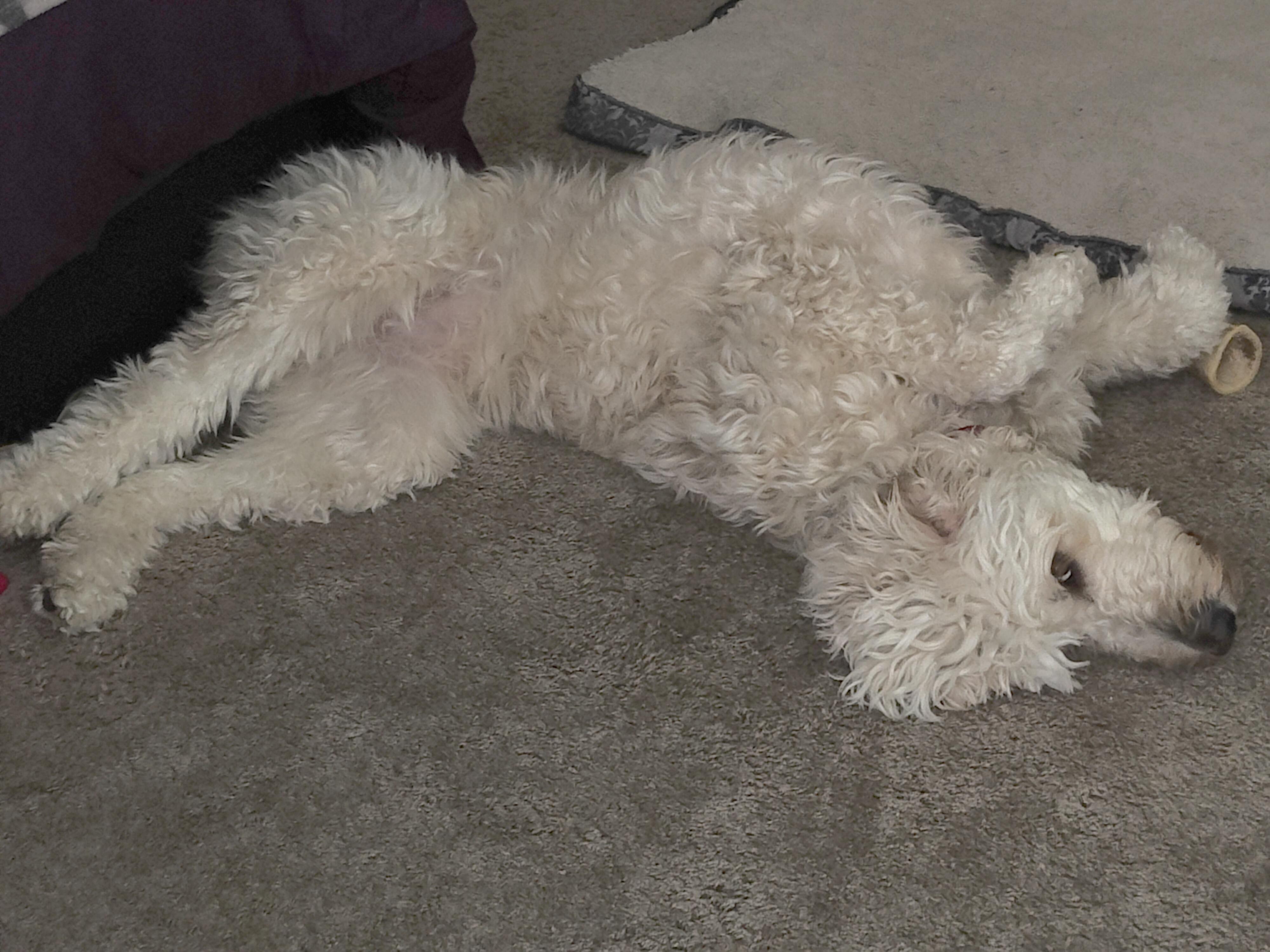 Twisted Doodle! | Scrolller