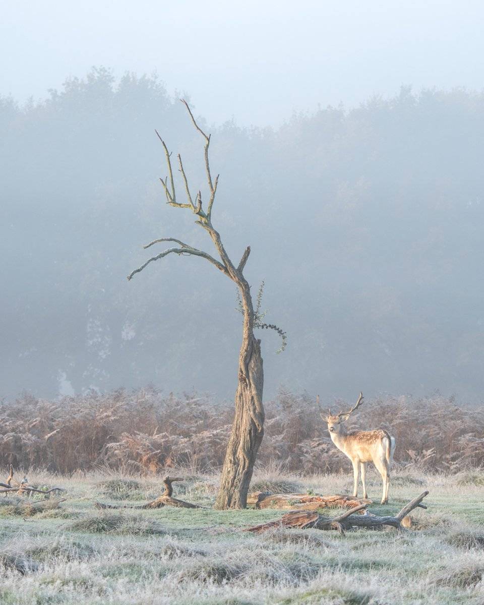 Twisted Tree | Scrolller