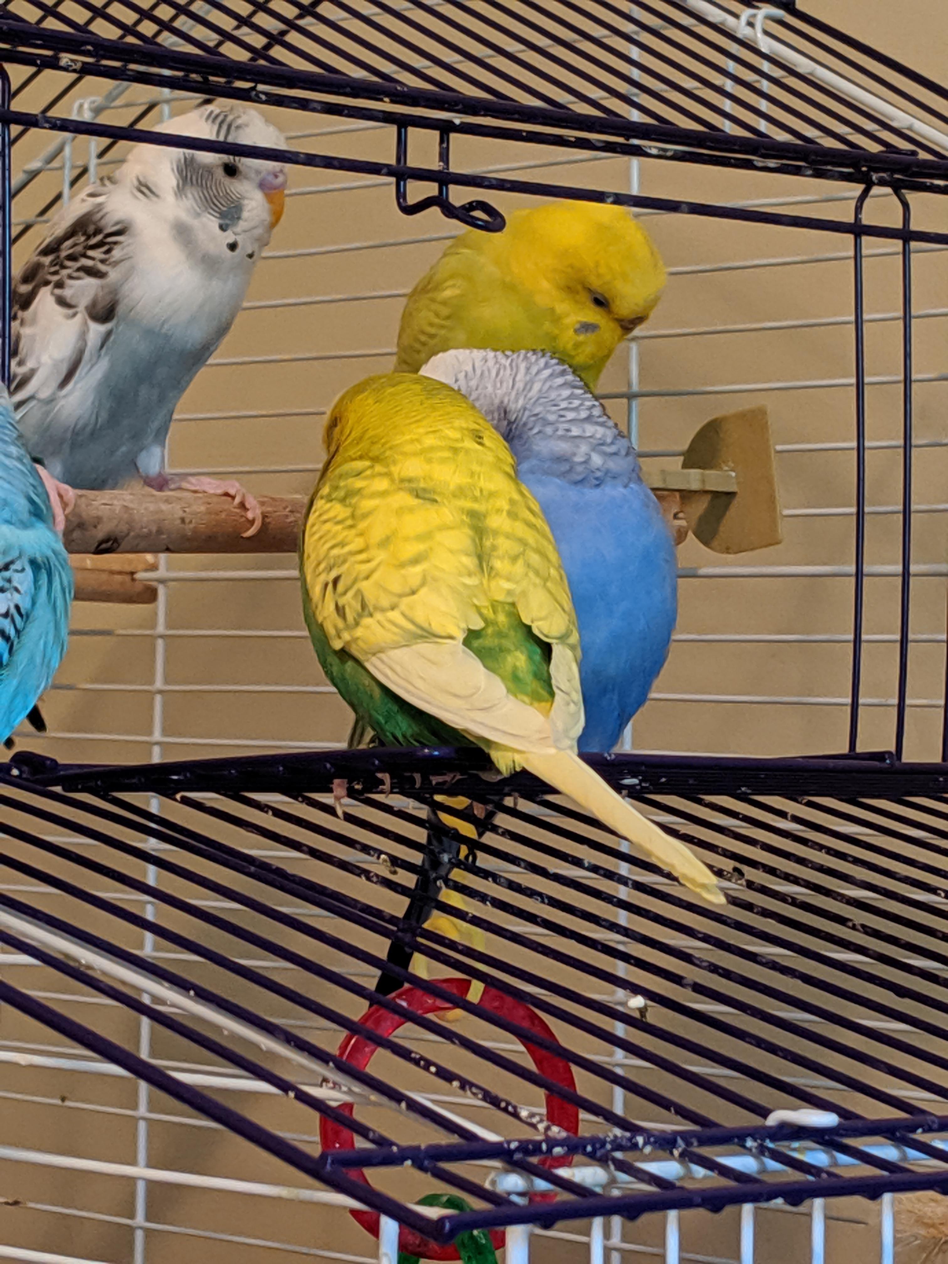 Two birds, one borb | Scrolller