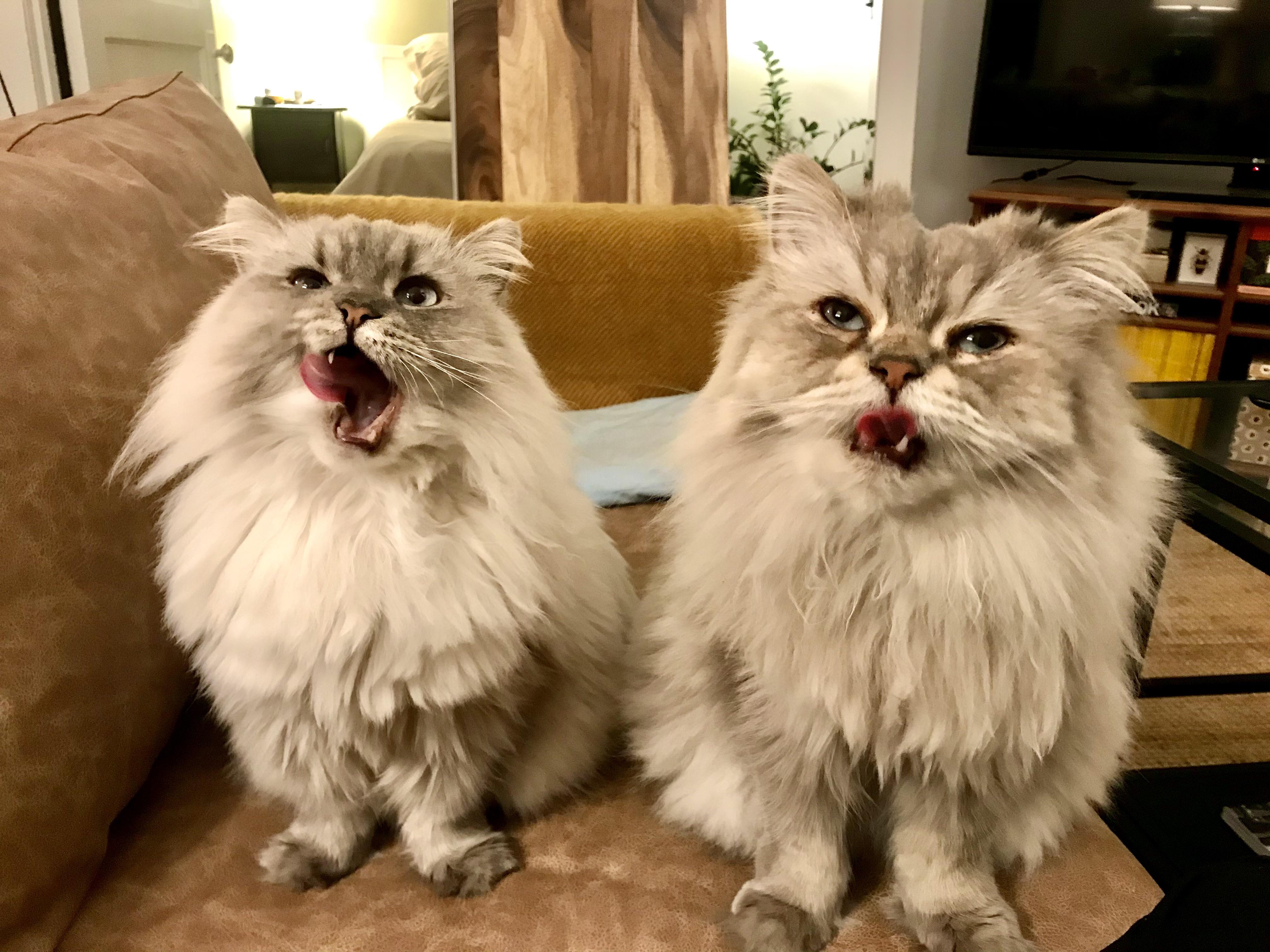 Two happy floofs after their bedtime snack. | Scrolller