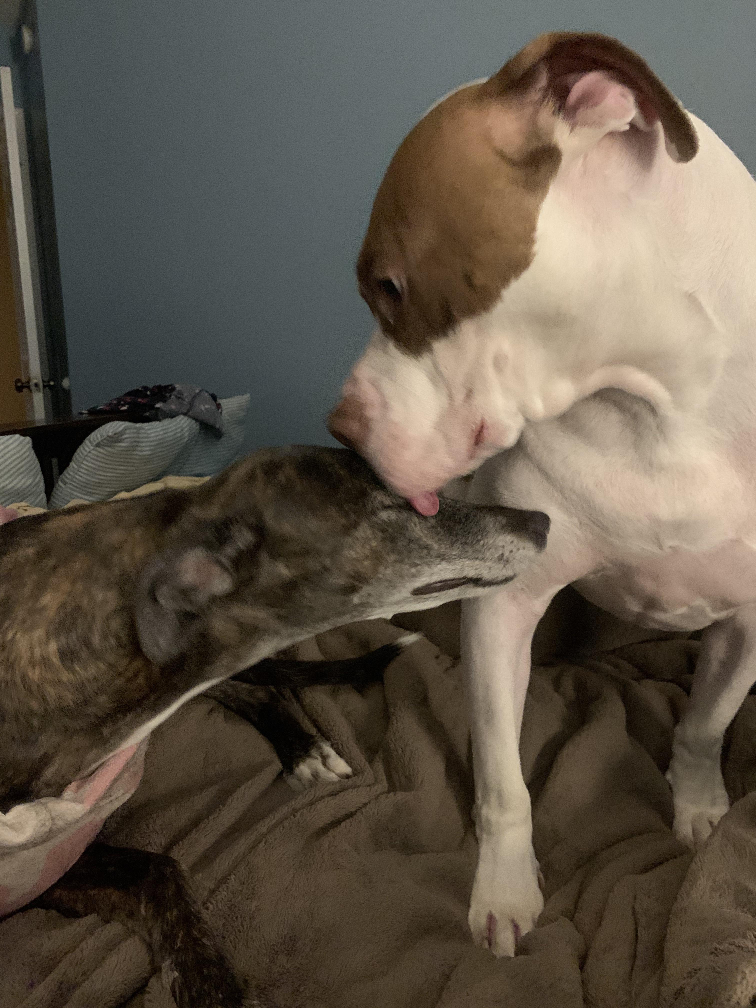 Two of my dogs caught in a kaiju battle for attention | Scrolller